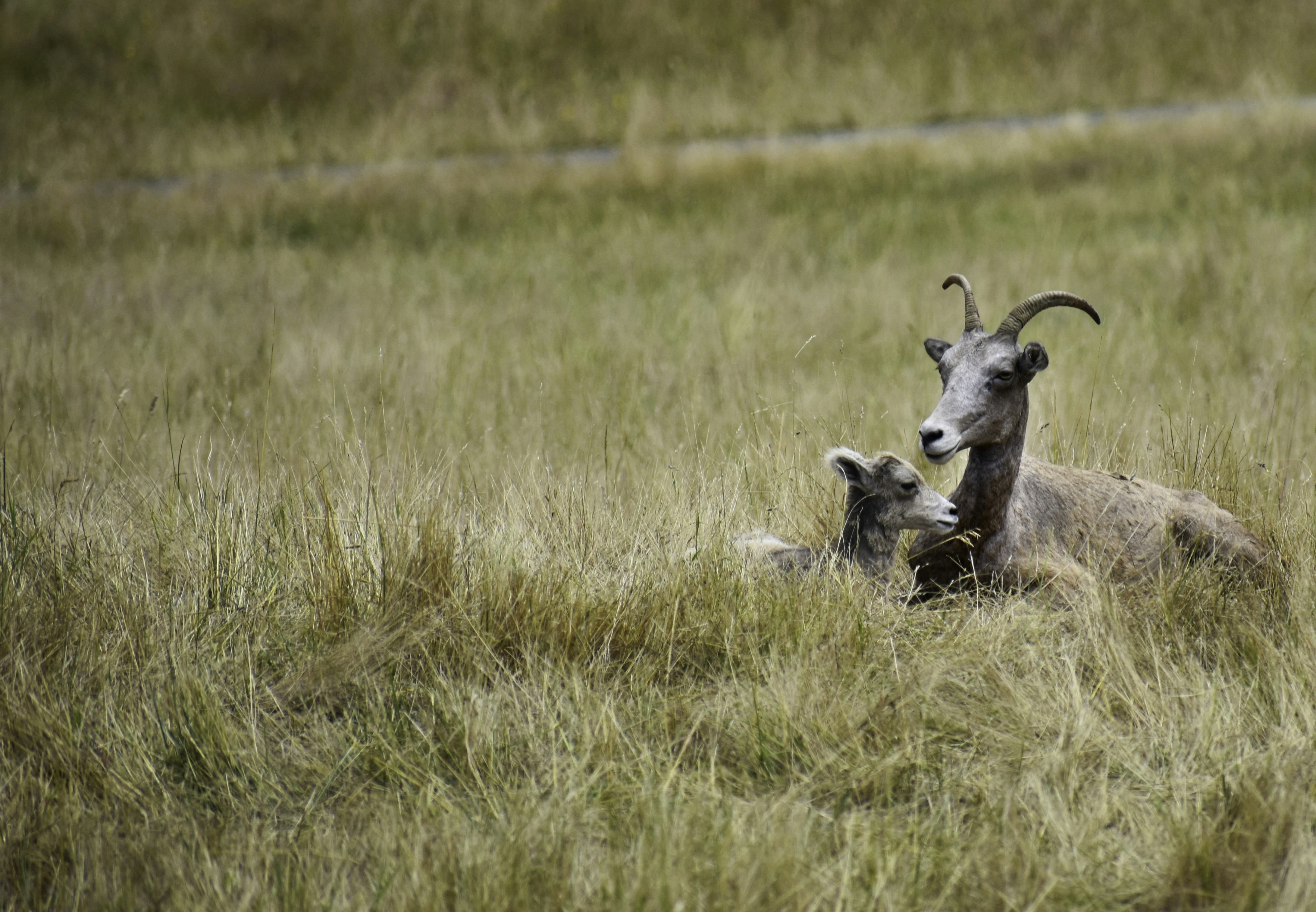 Photography of goat lying on grass during daytime photo – Free Animal ...
