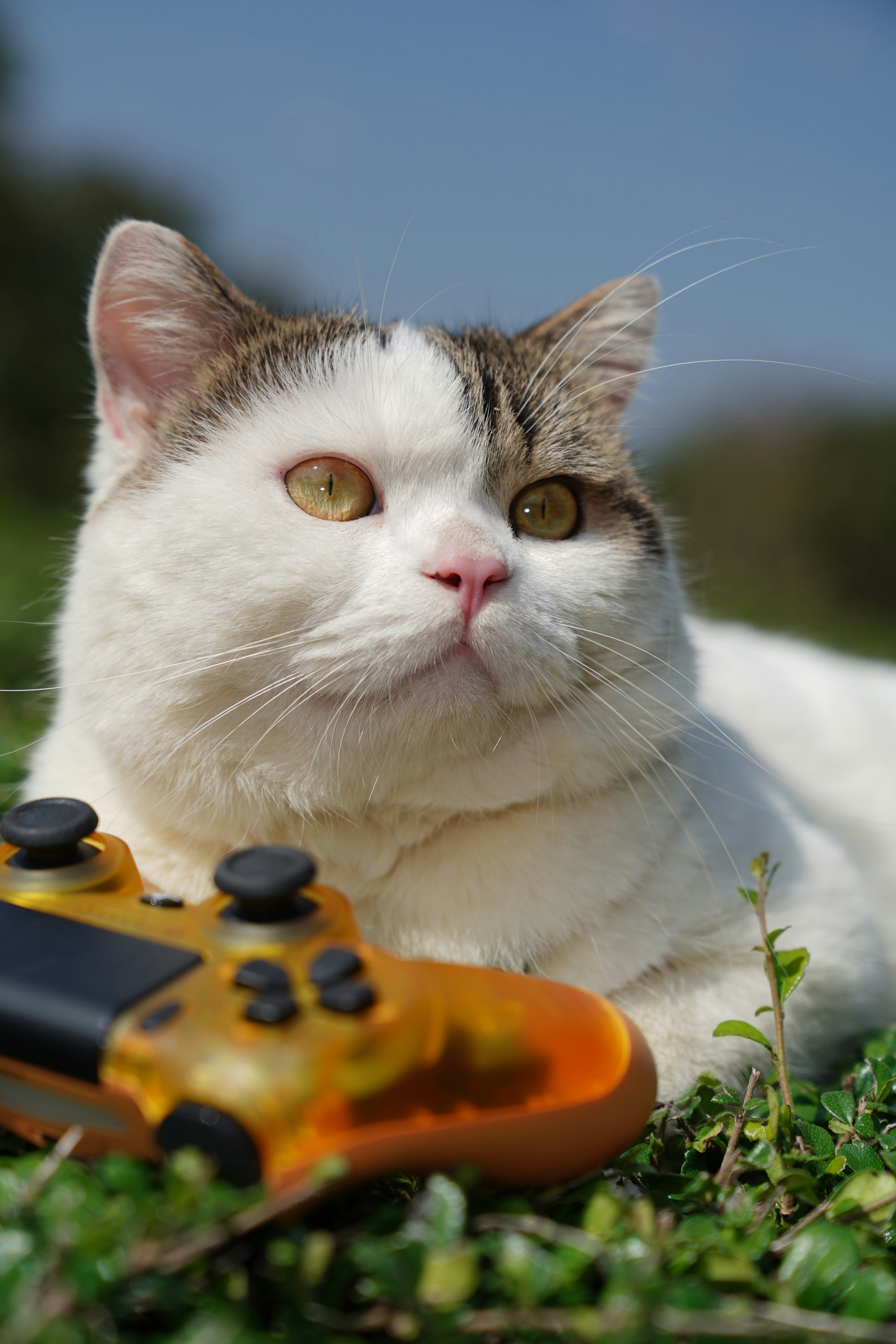 Sunlit Whiskers: A Calm Cat Pauses with an Orange Gamepad