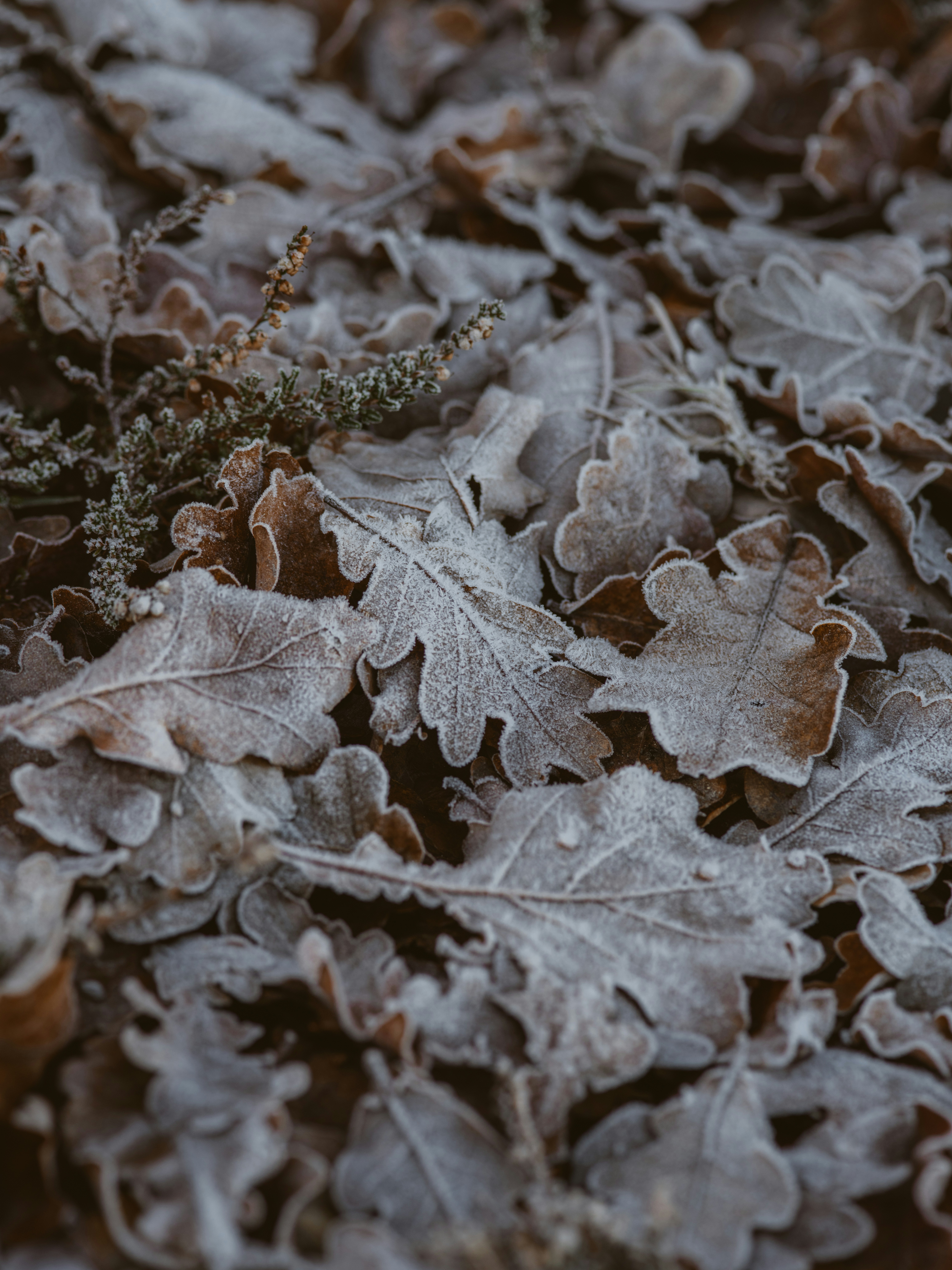 Frosty dark and moody leaves