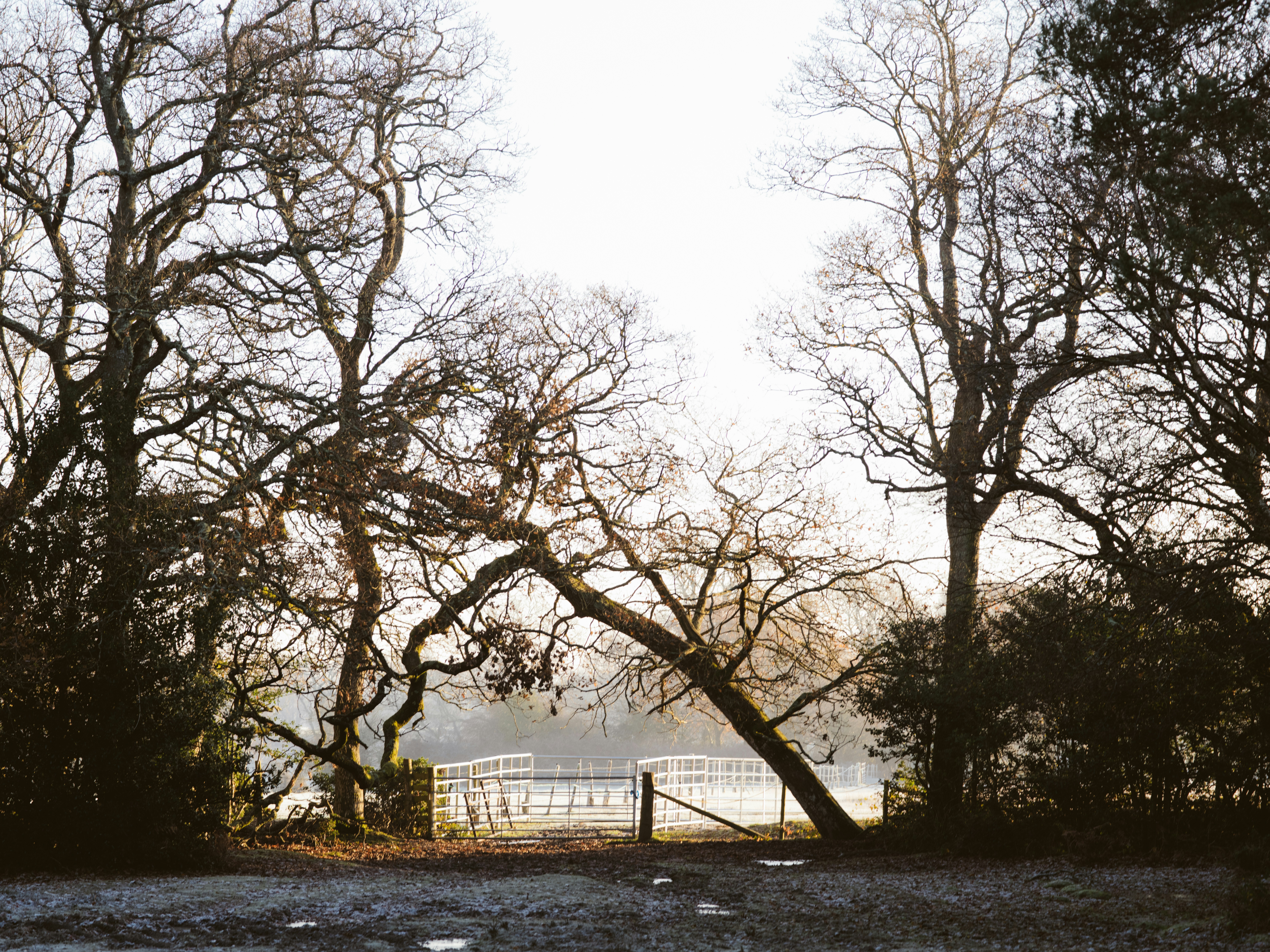 Bare trees near bridge photo – Free New forest national park Image on ...