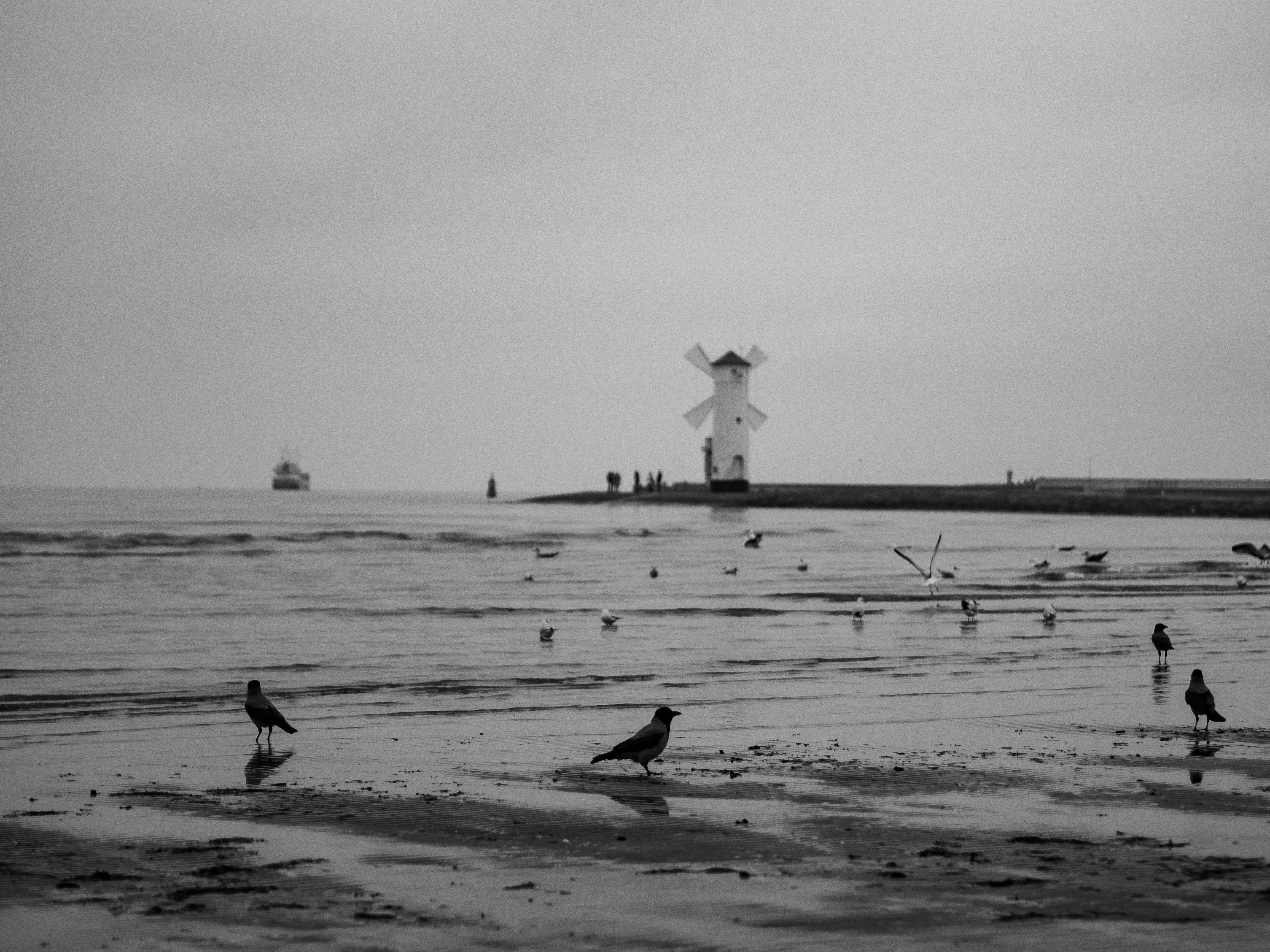 Windmill Vigil on a Quiet Breakwater