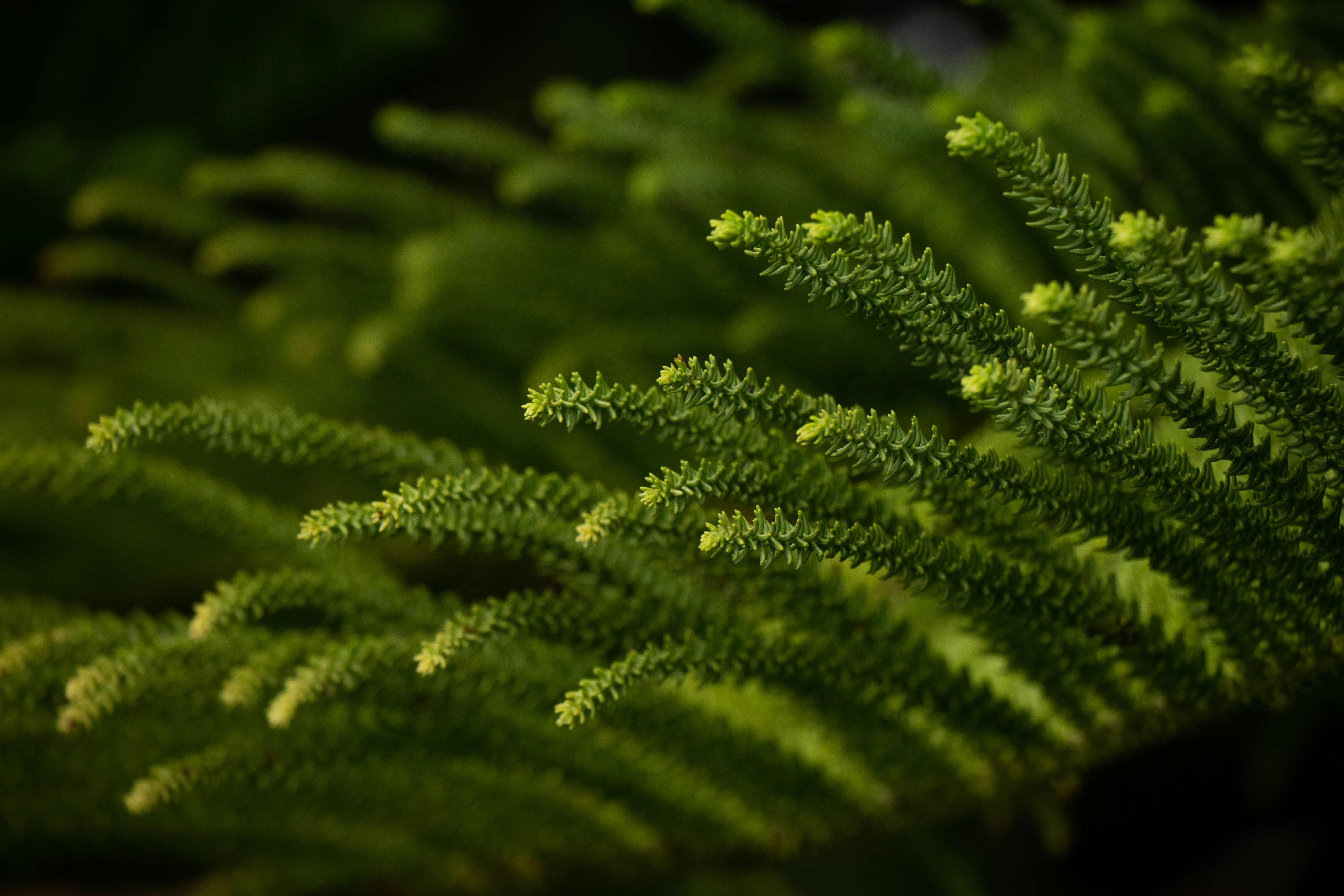 Pin vert photo – Image gratuite de Vert sur Unsplash