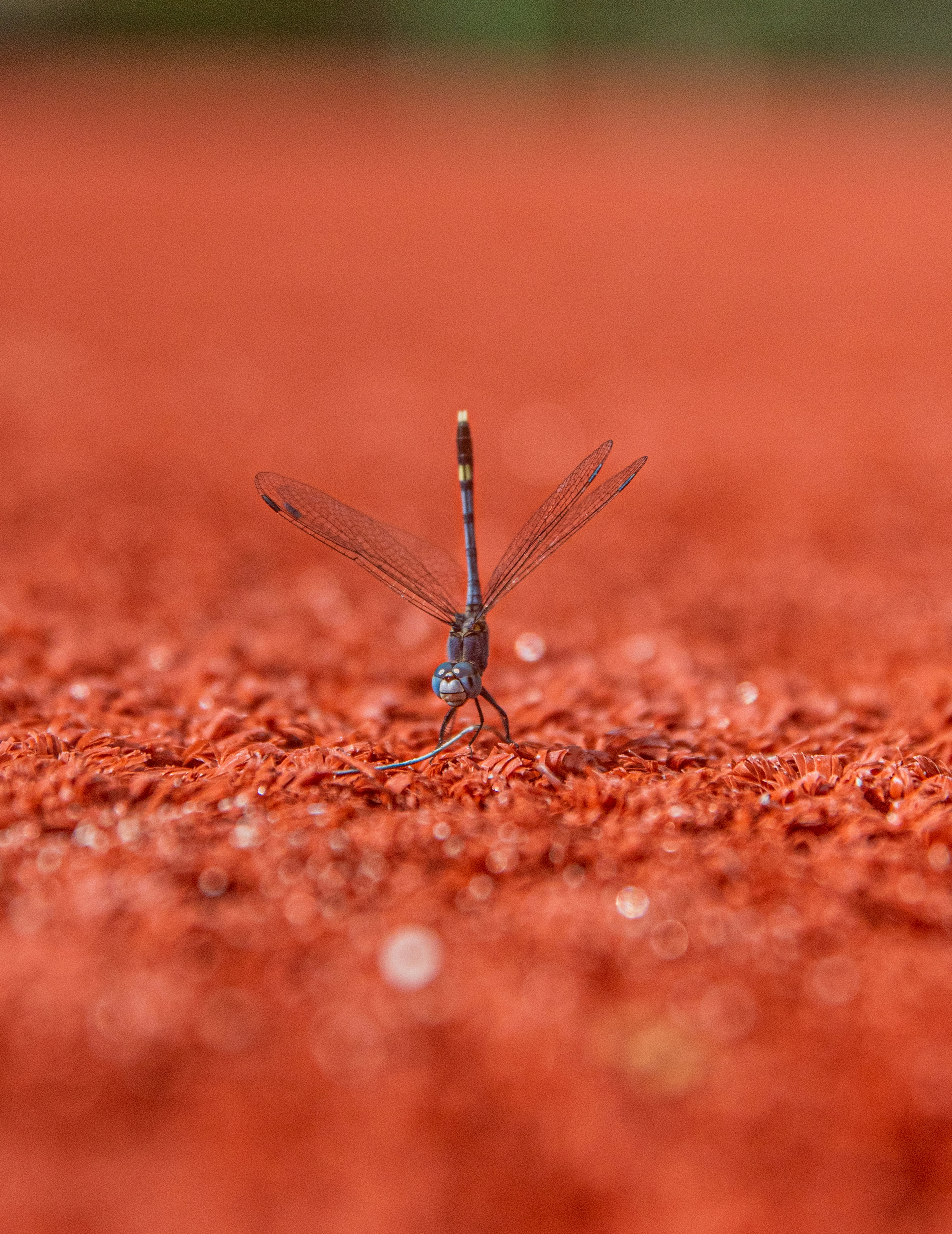 Blue Sentinel on a Crimson Carpet: Macro Portrait of a Dragonfly