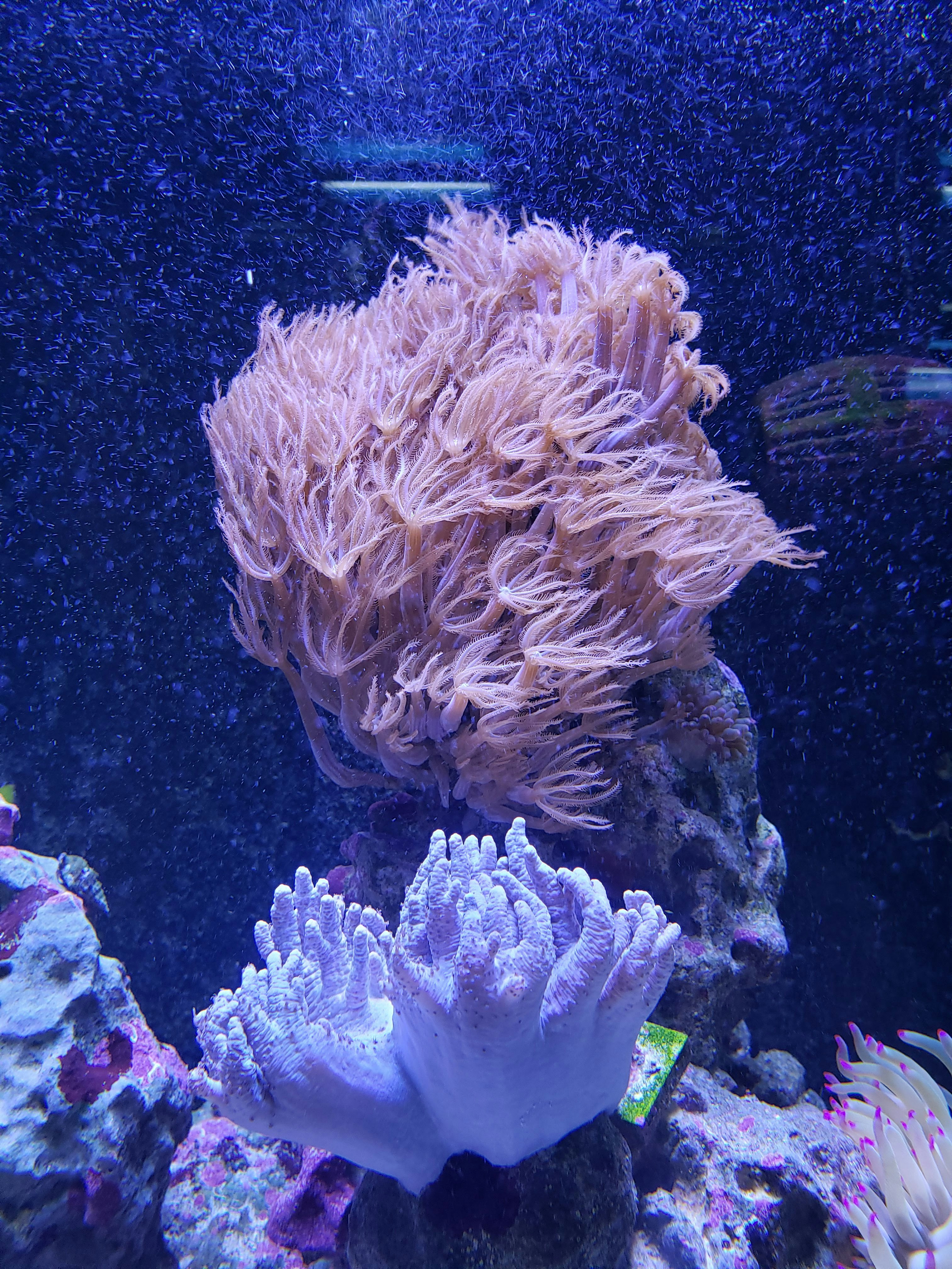 Aurora Coral Bloom Framing a Deep-Sea Gallery