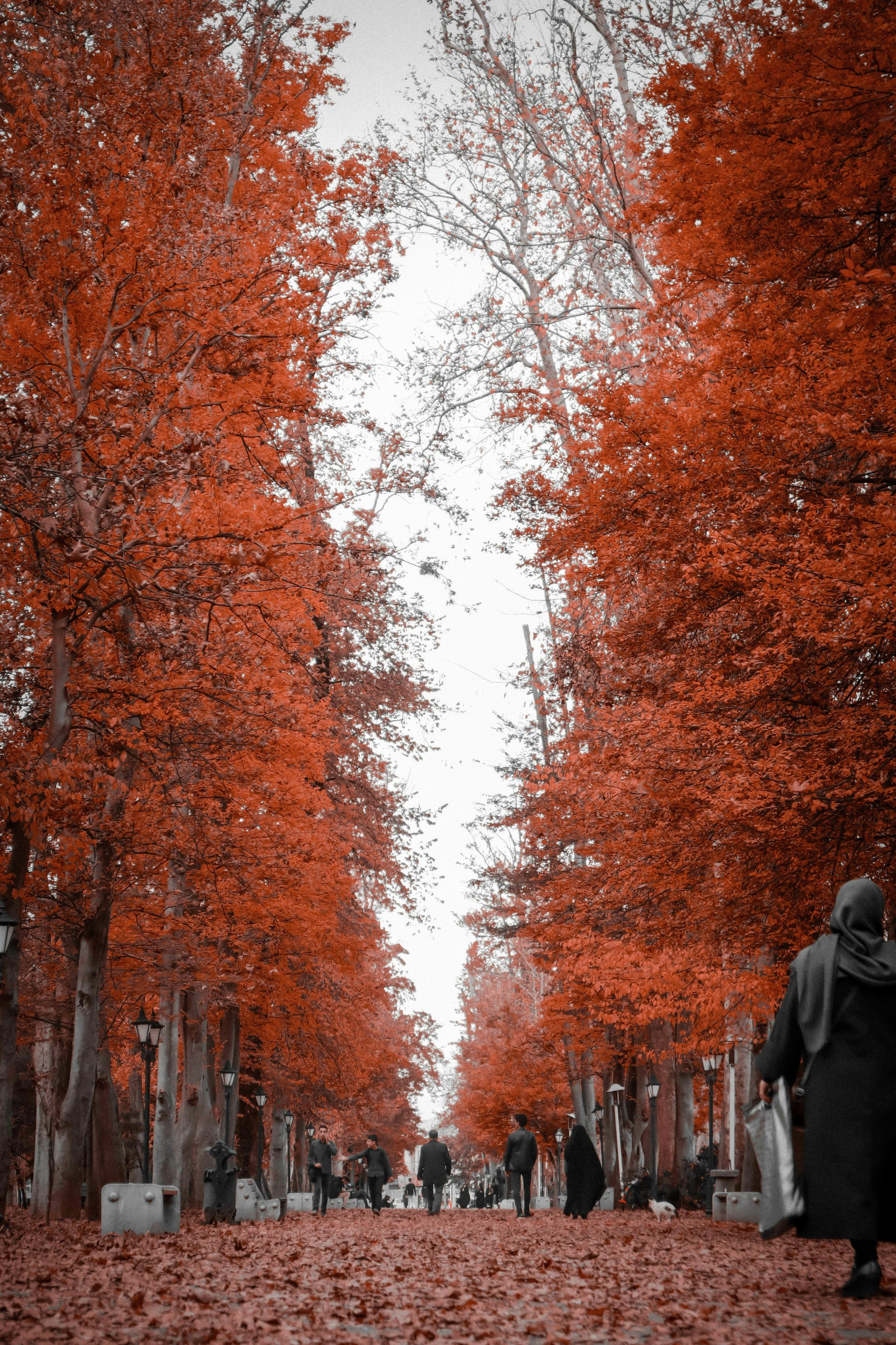 Vibrant autumn scene featuring a tree-lined path with fiery orange foliage, people strolling amidst a carpet of fallen leaves.
