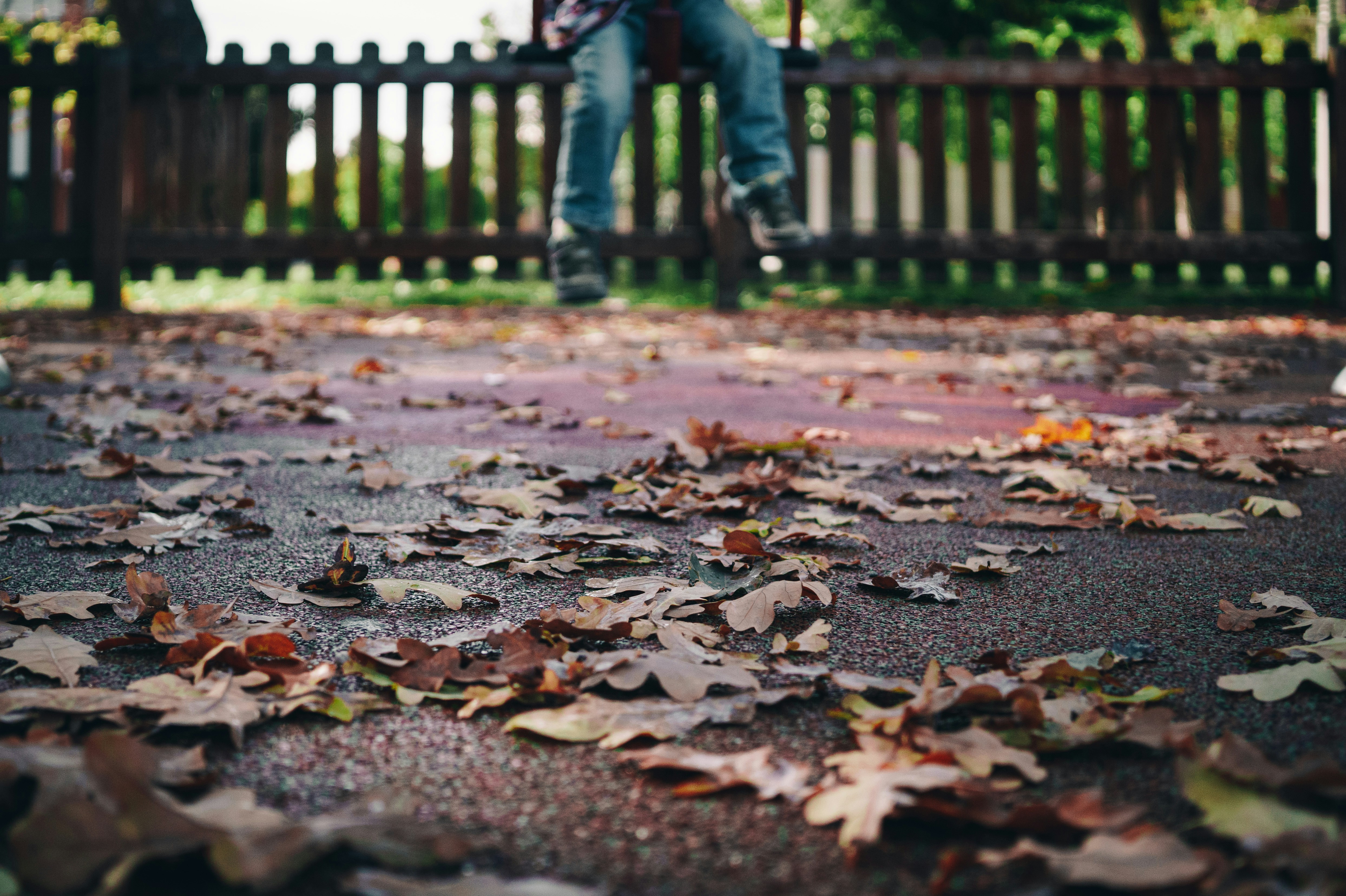 Autumn leaves