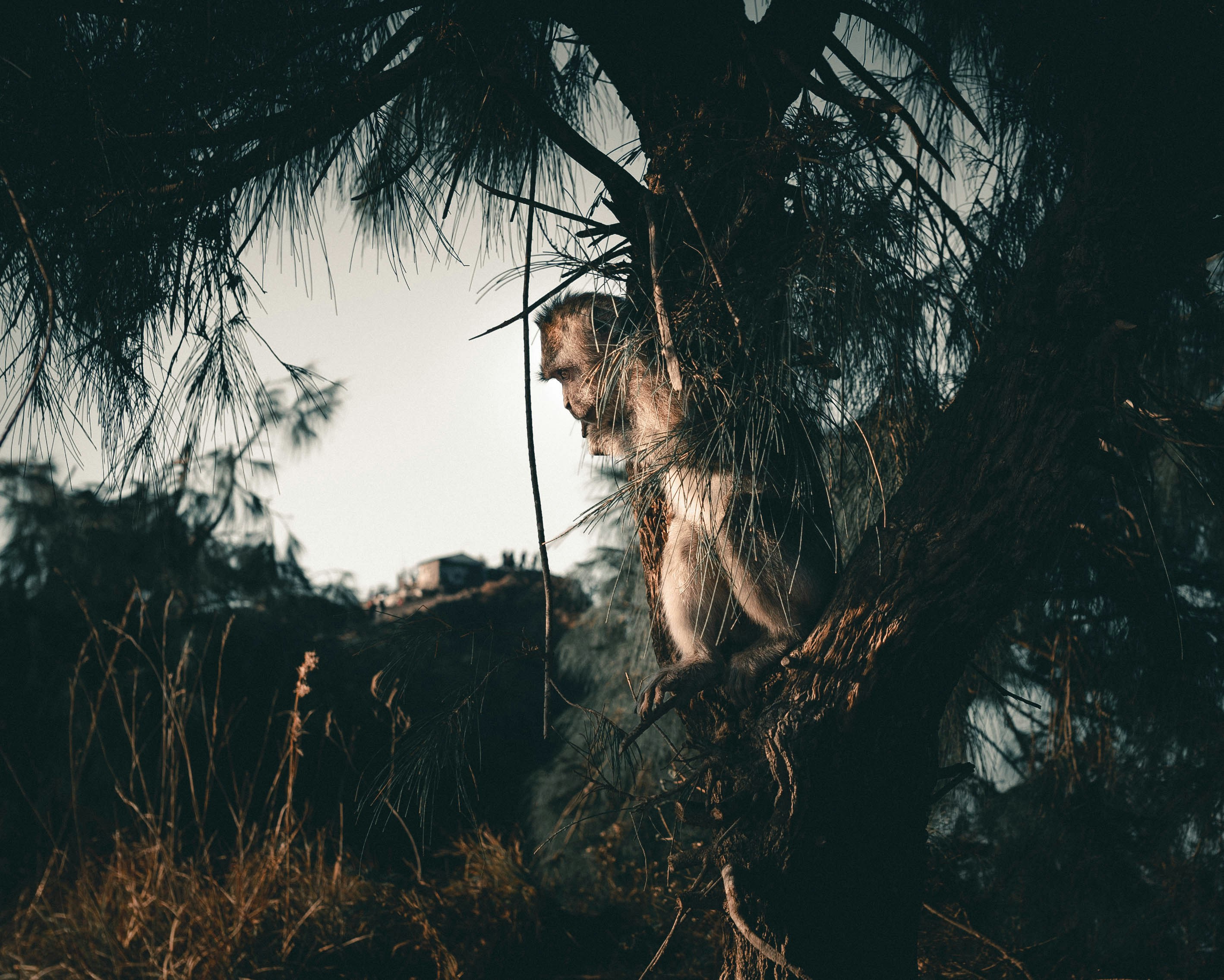 Monkey sitting on tree photo – Free Land Image on Unsplash