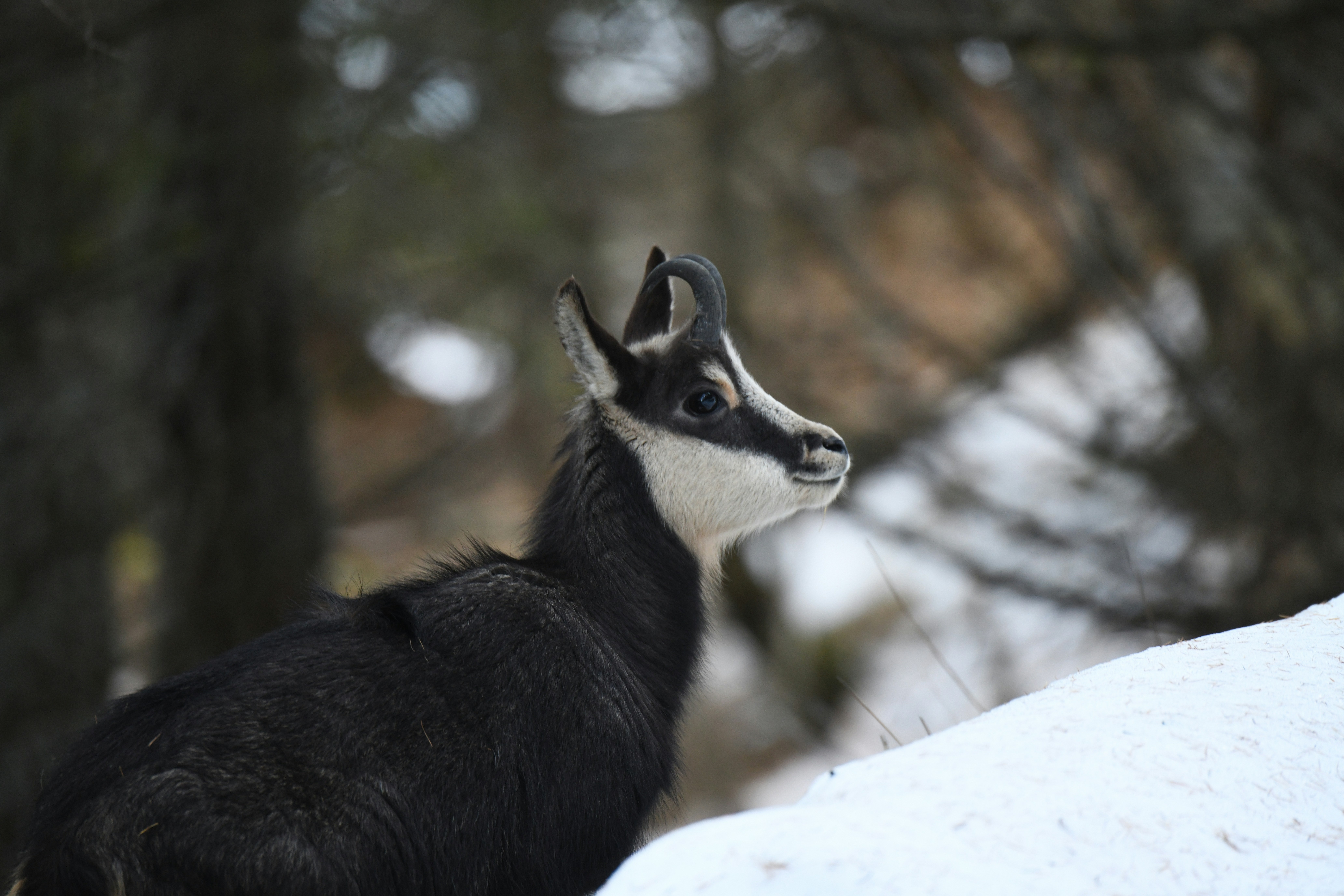 Chamois standing alert in a snowy forest clearing.