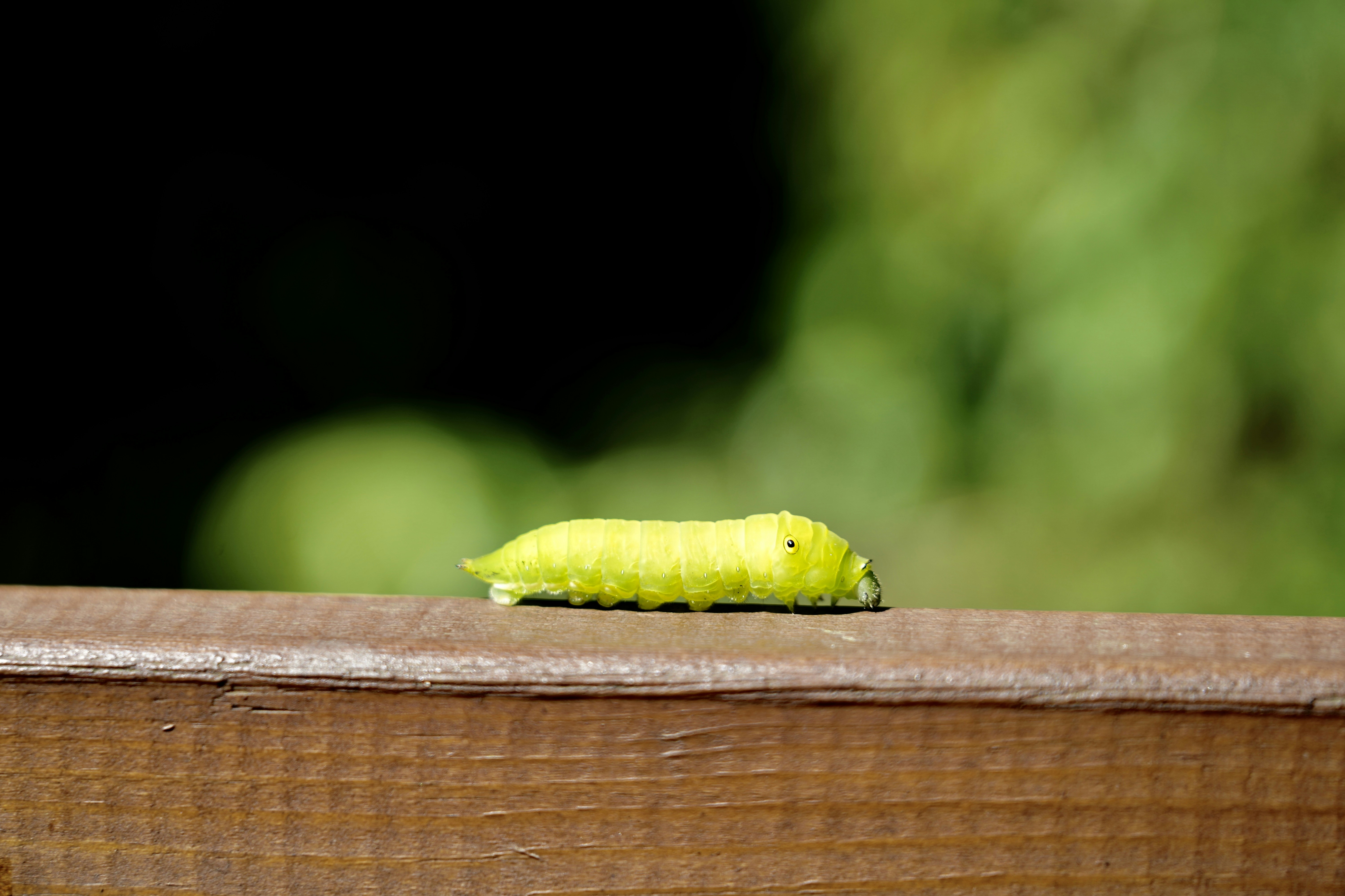 Lime Caterpillar on a Wooden Edge