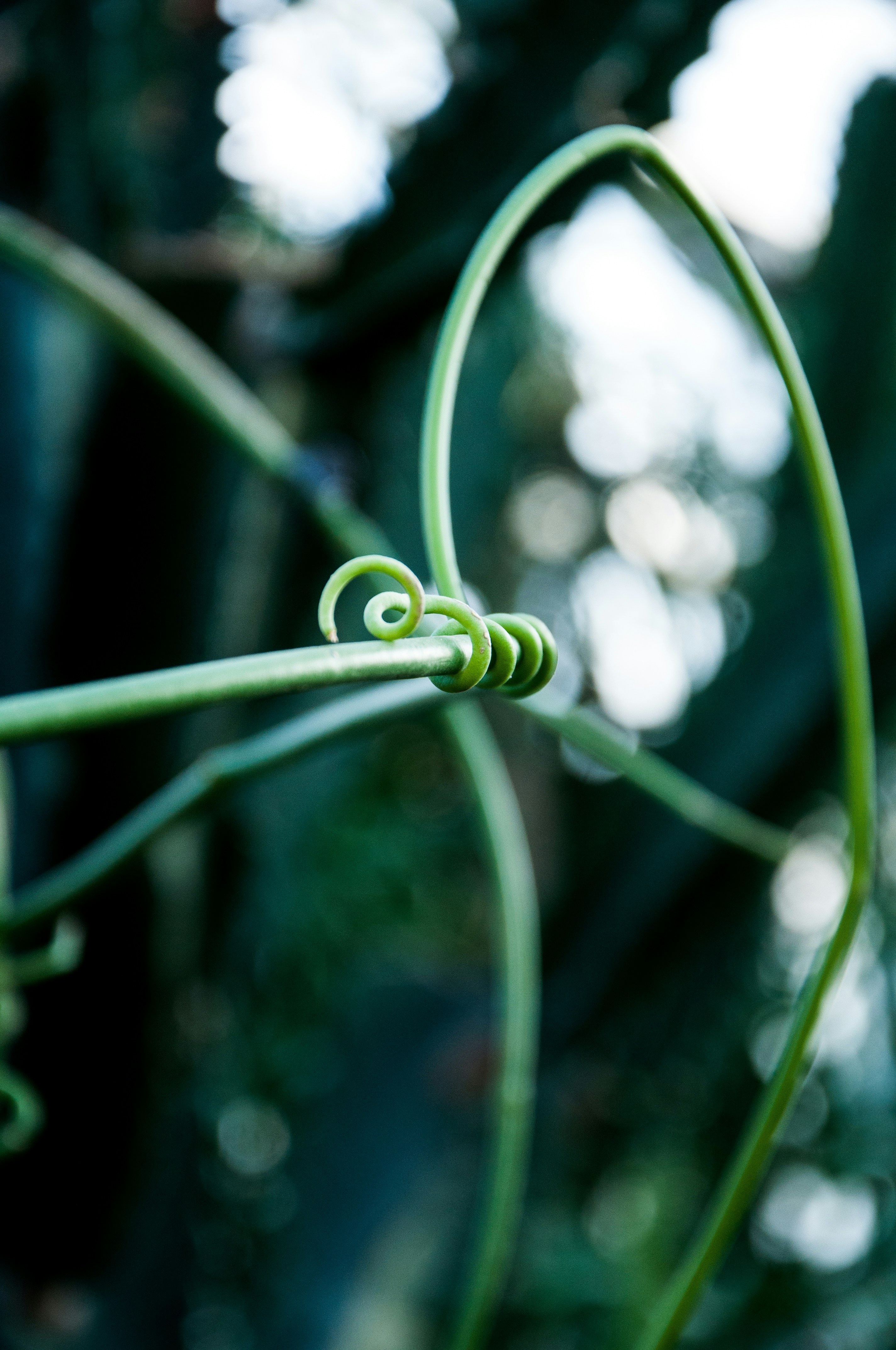 Définition de liane | Dictionnaire français