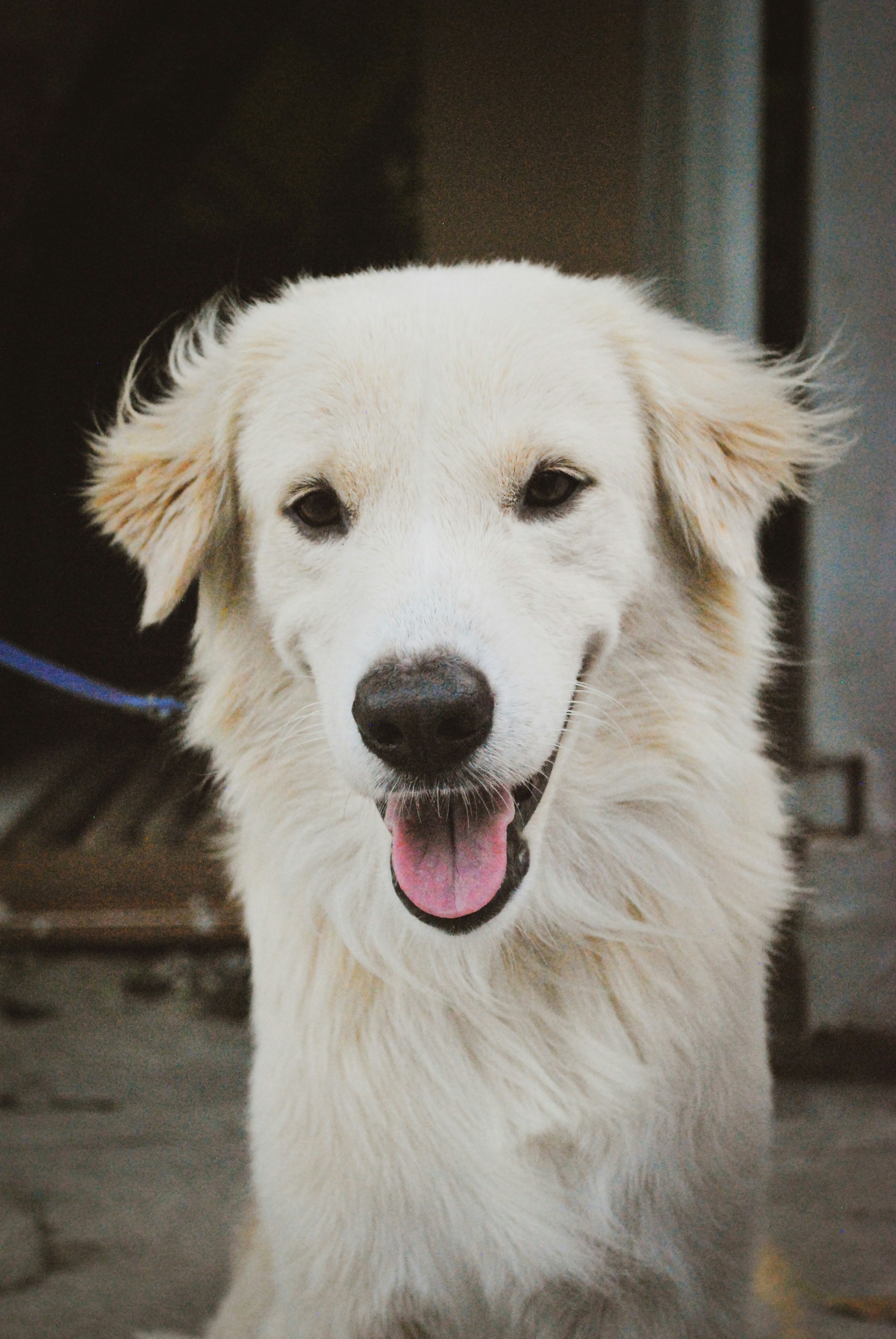 A cheerful golden retriever with a bright smile and a wagging tongue, captured in a relaxed setting. The dog's fluffy fur and friendly demeanor stand out.