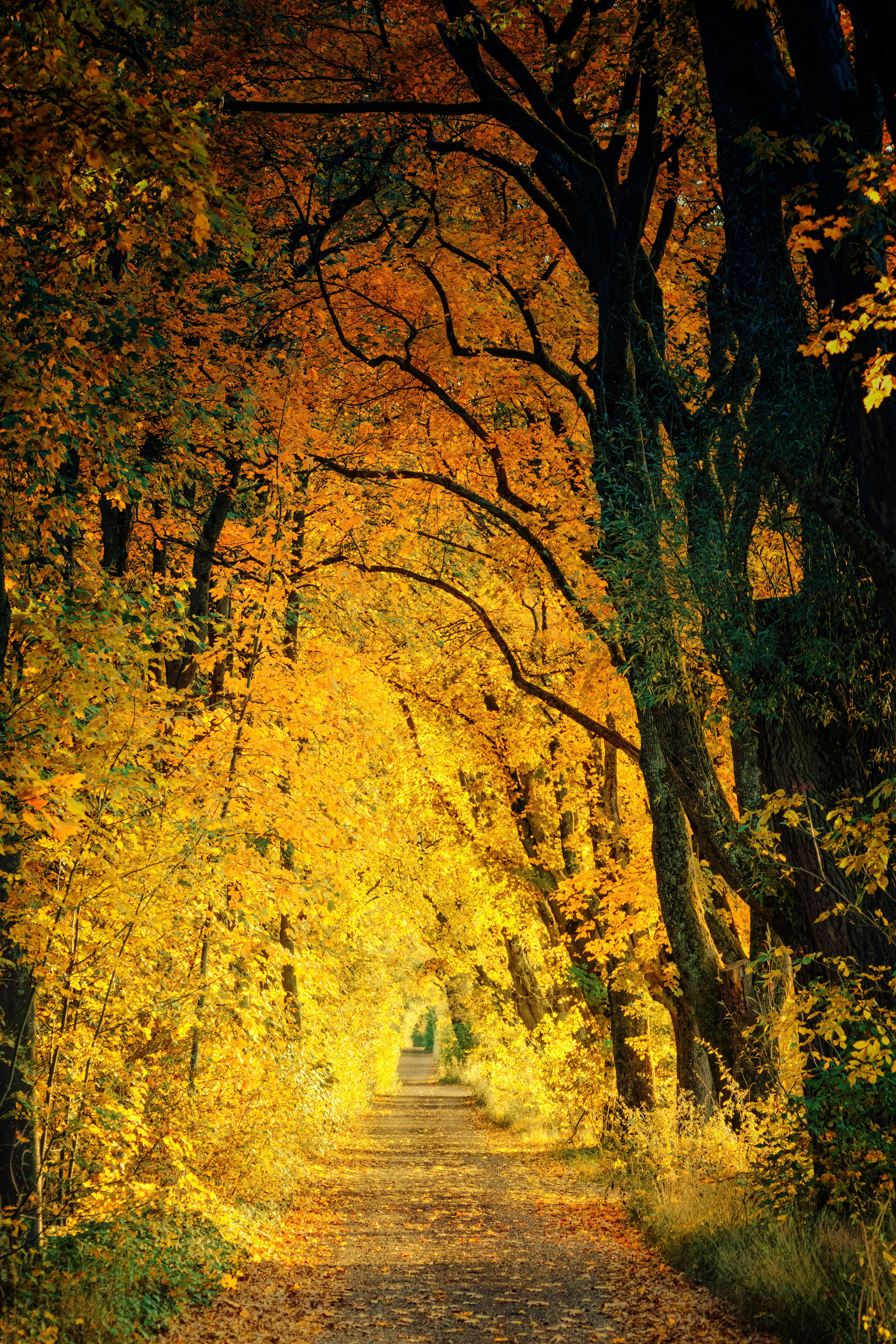 Gehweg zwischen gelbem Baum Foto – Kostenloses Bild zum Thema Gelb auf ...