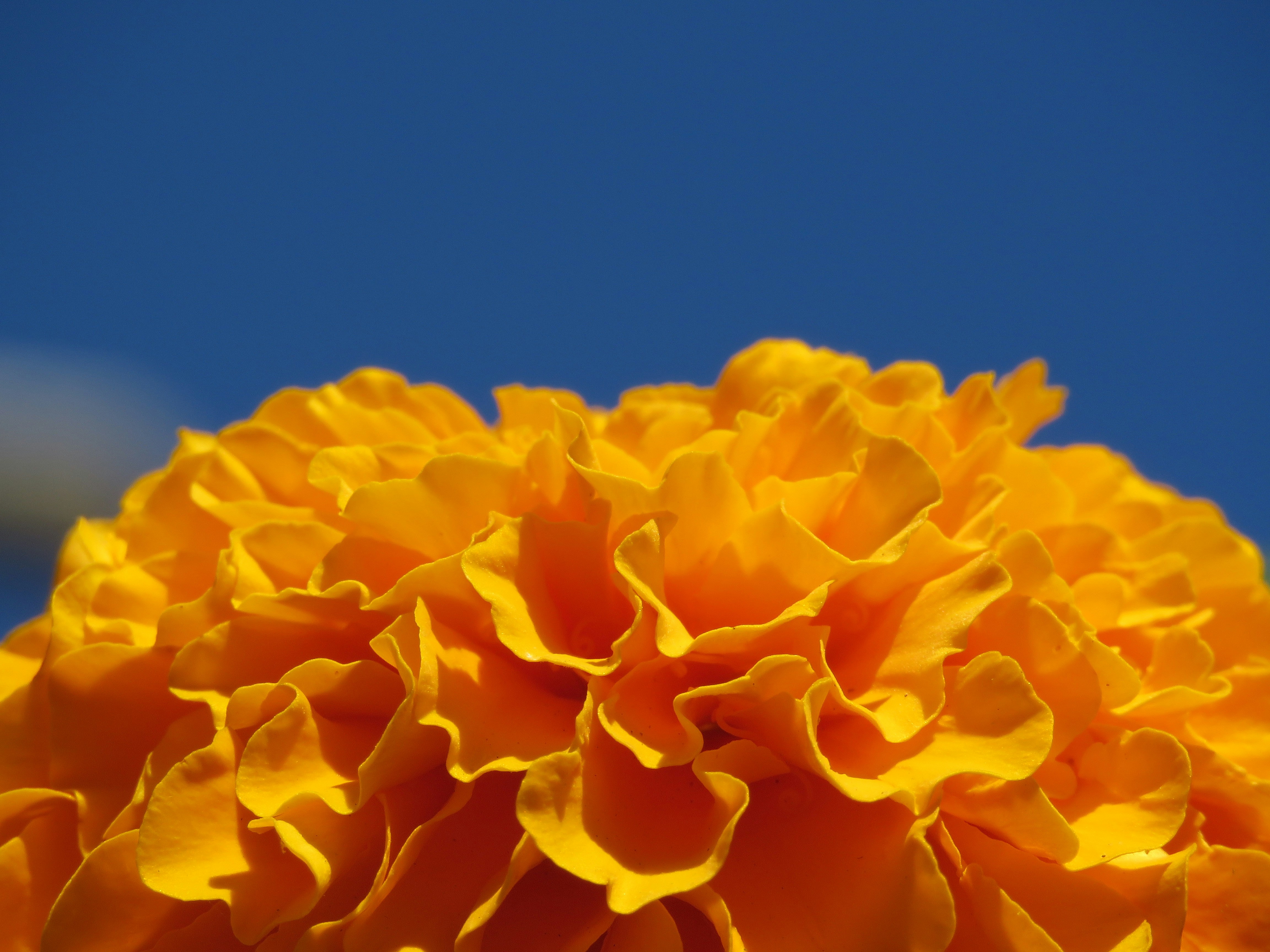 Vibrant marigold flower in full bloom, showcasing intricate petal textures against a clear blue sky.