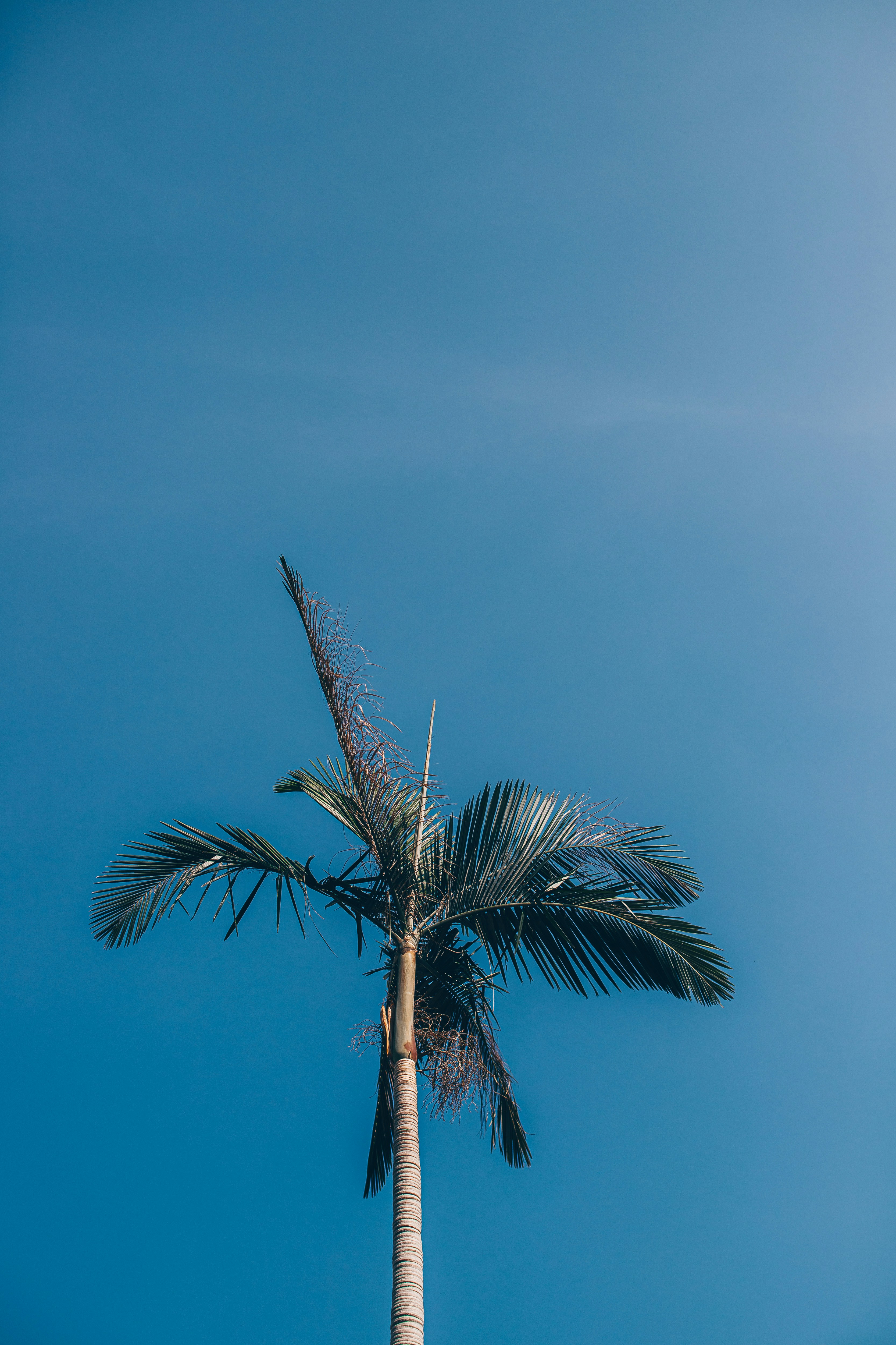 A Lone Palm Reaching into a Cobalt Sky