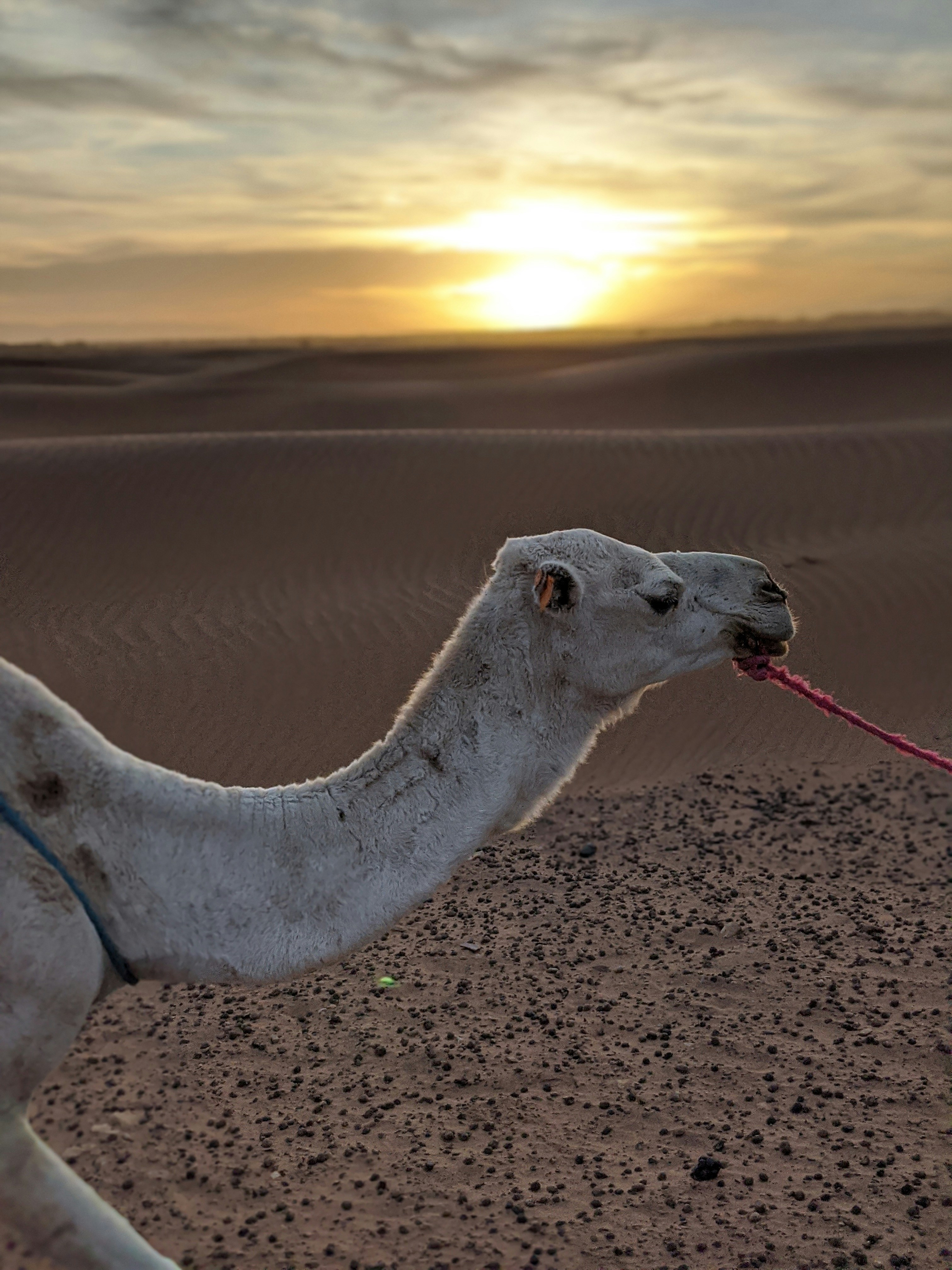 A white camel stands against a backdrop of a setting sun in the desert, showcasing the vast, rolling dunes. Its gentle demeanor contrasts with the rugged landscape.