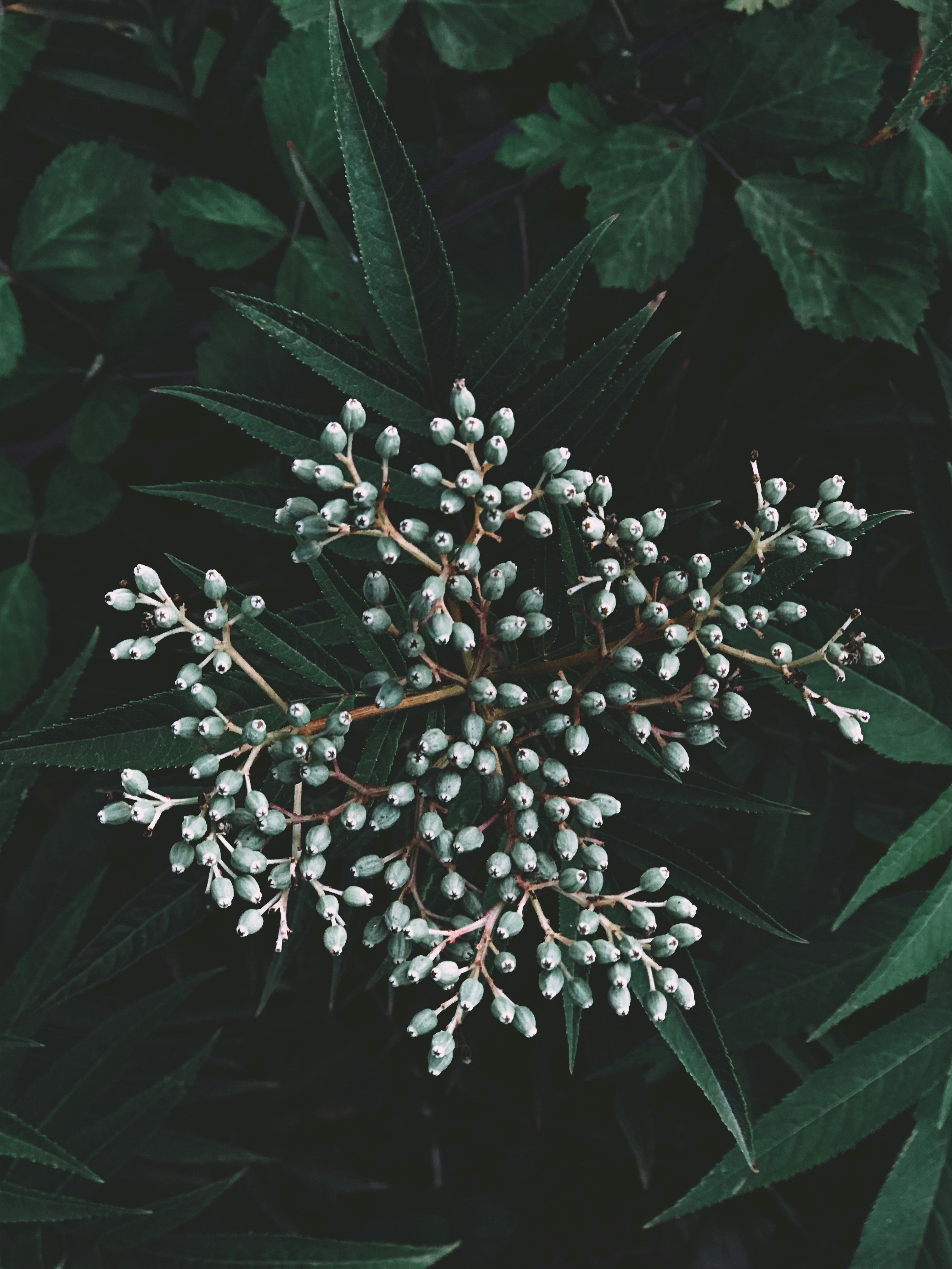 green-leafed plant