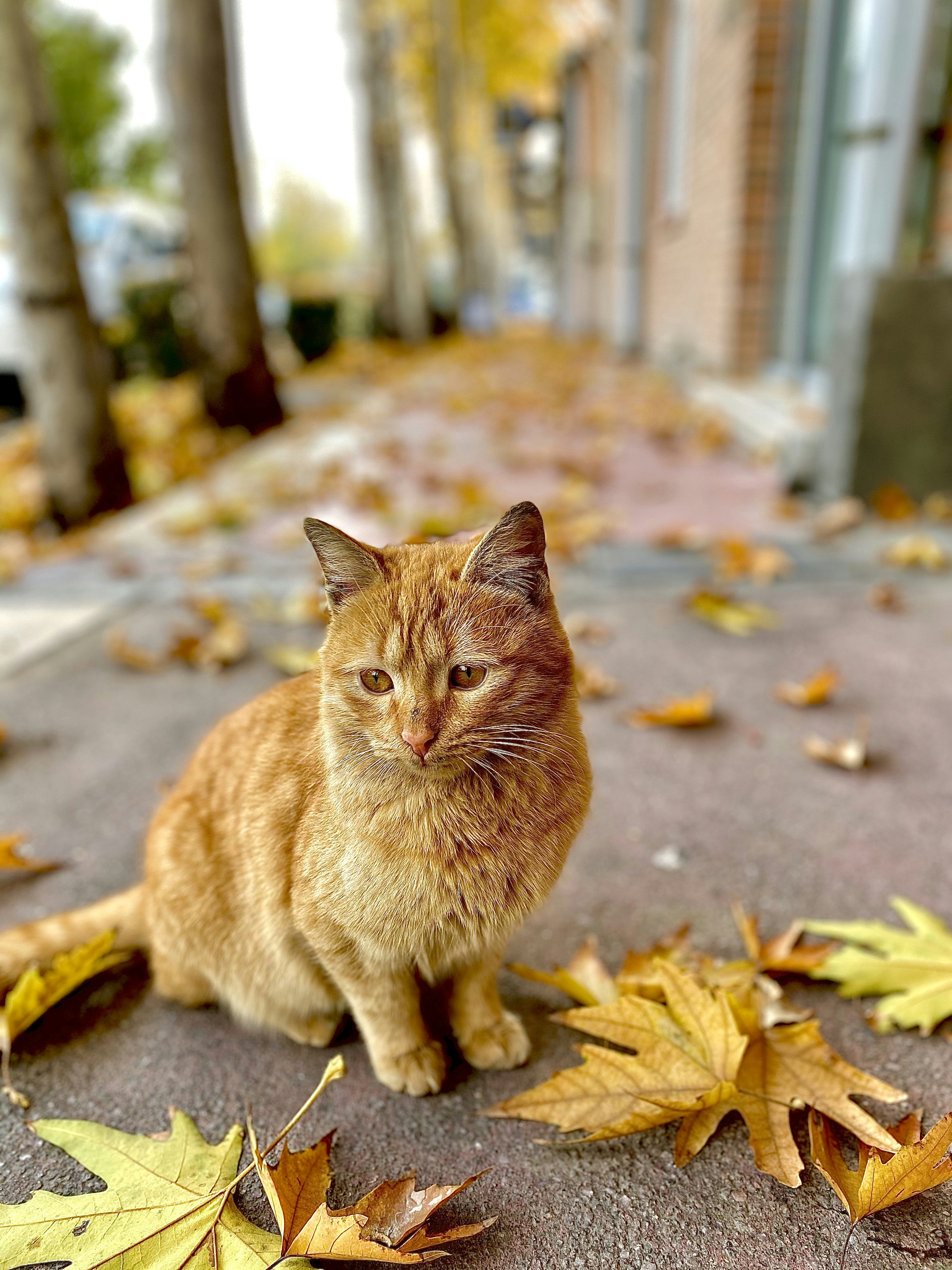 Ginger cat sits on a leaf-strewn sidewalk with autumn foliage and blurred storefronts in the background.