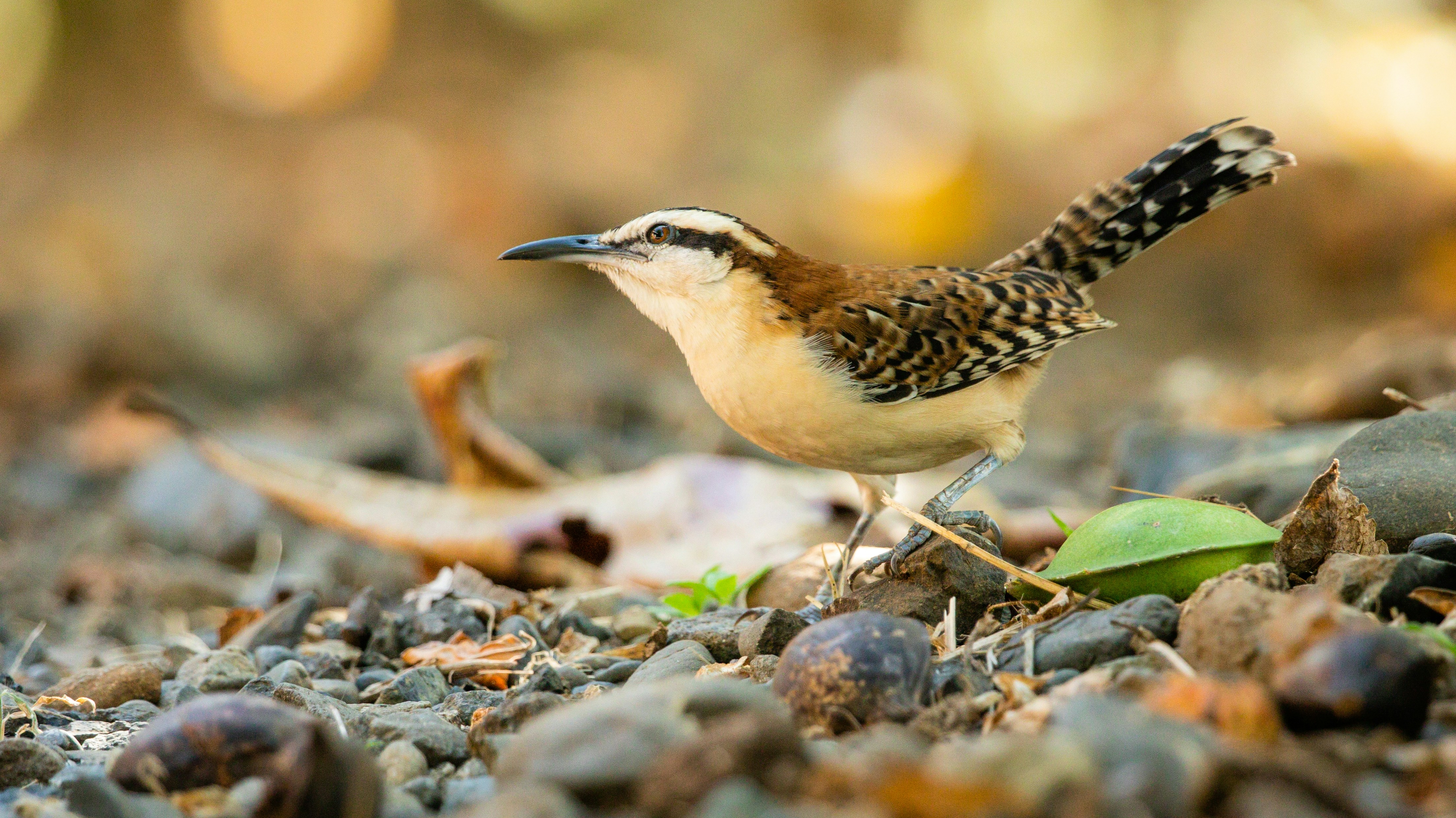 Amber-Tinted Pebble Stage: a striped-winged bird pauses among autumn leaves