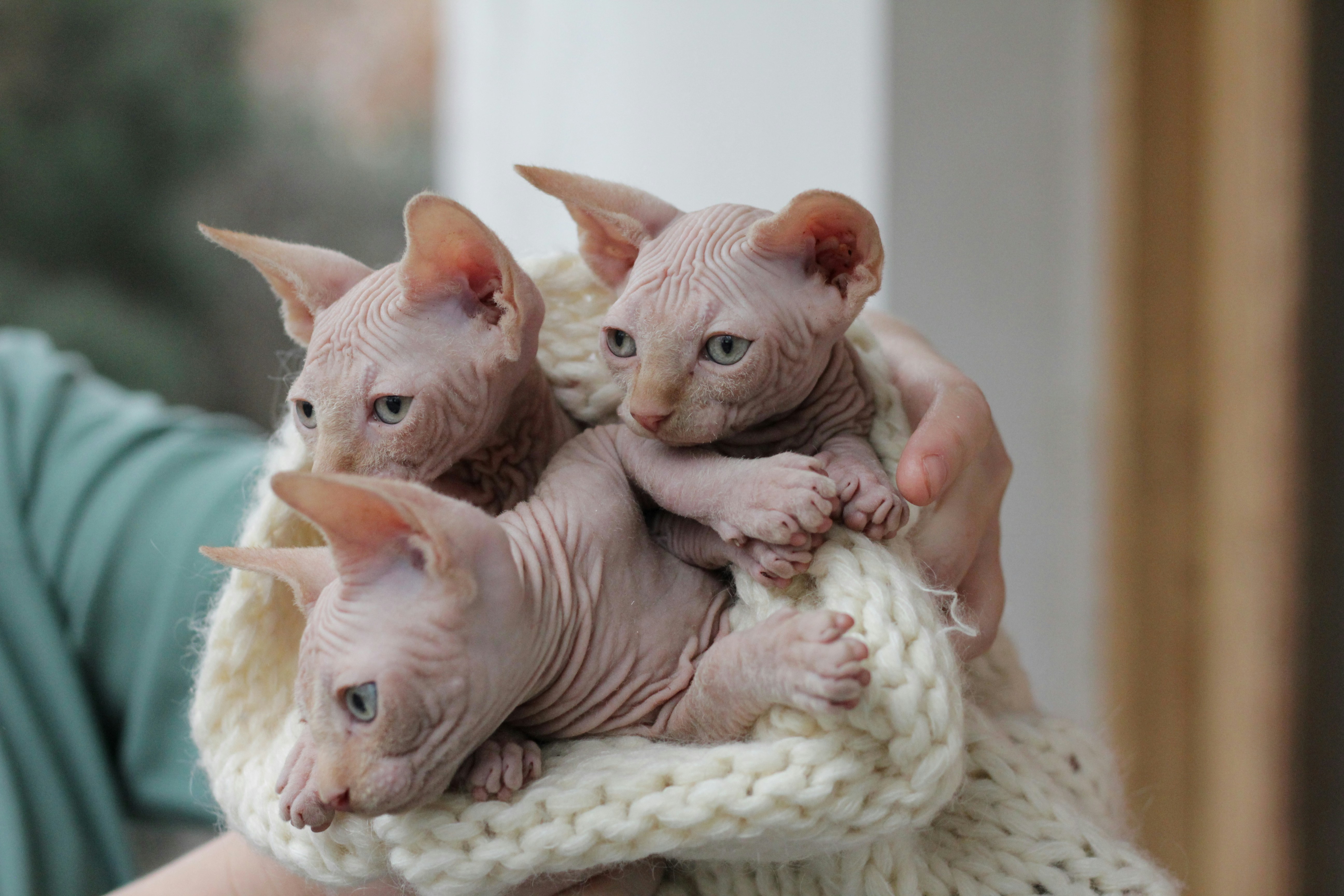 Sphynx Trio: Tiny Pink Kittens Cradled in a Cream Knit