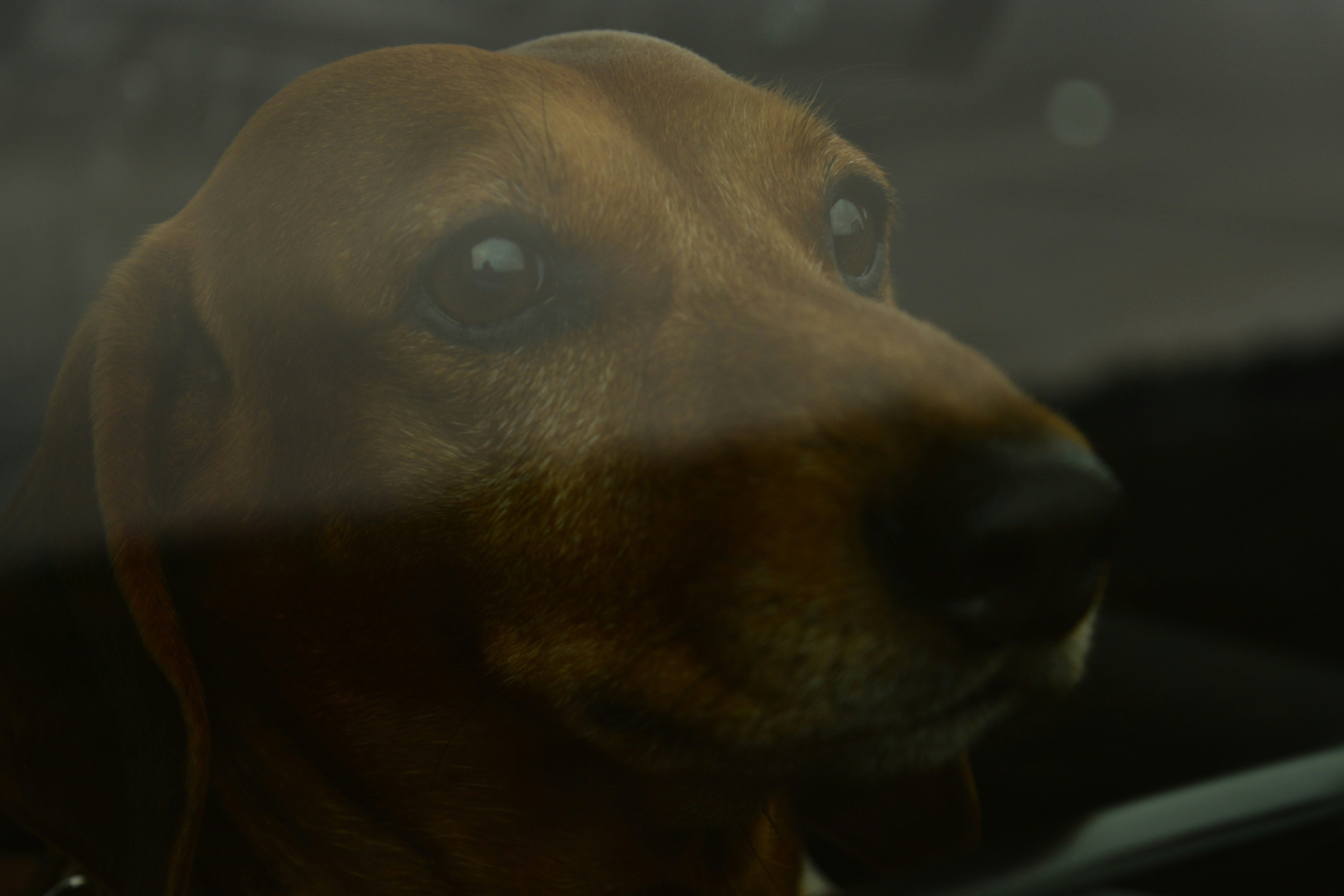 Through the Glass: a Dachshund's Quiet Gaze in a Dusk-Tinted Car Window