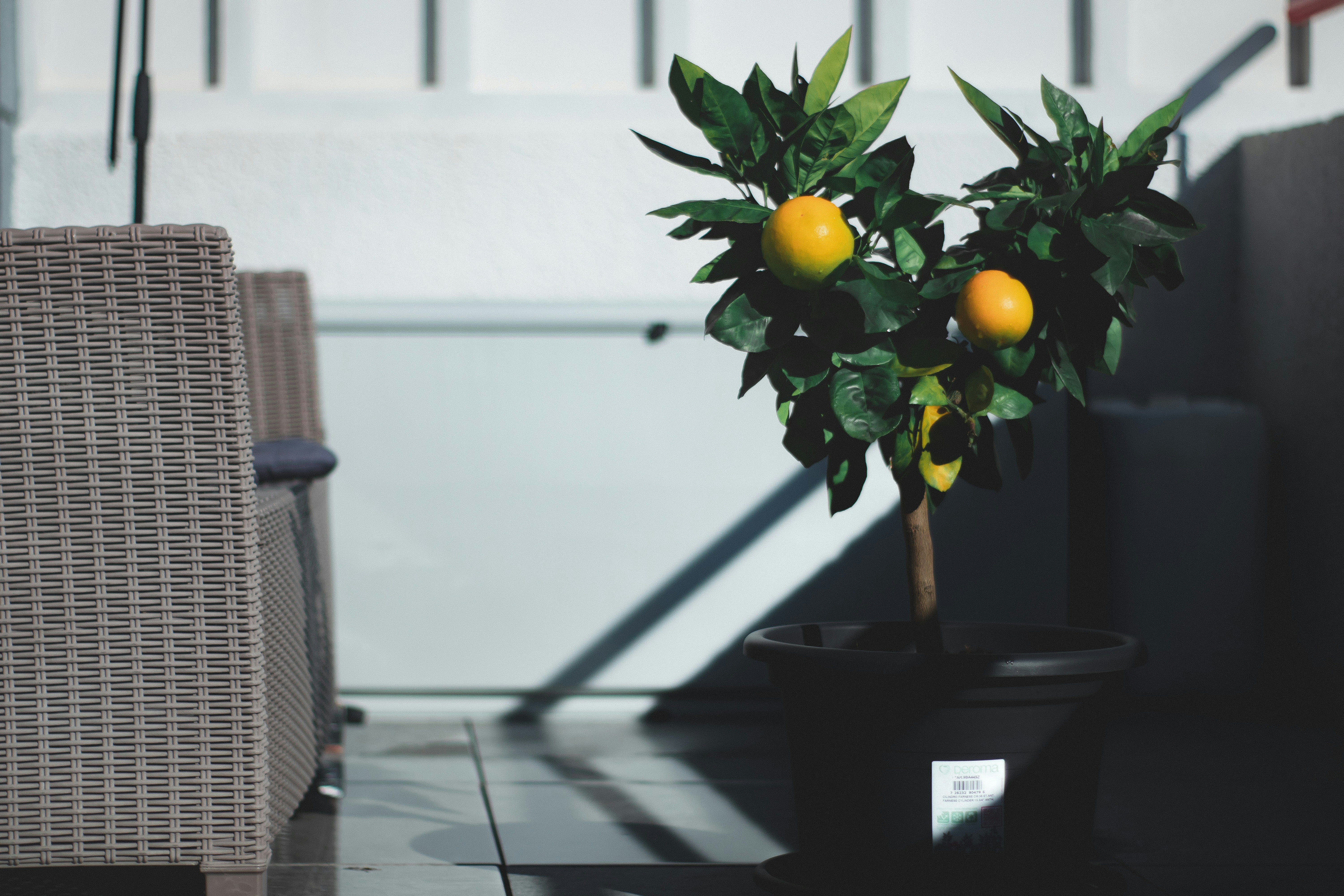 Photo of lemon tree photo – Free Orange Image on Unsplash