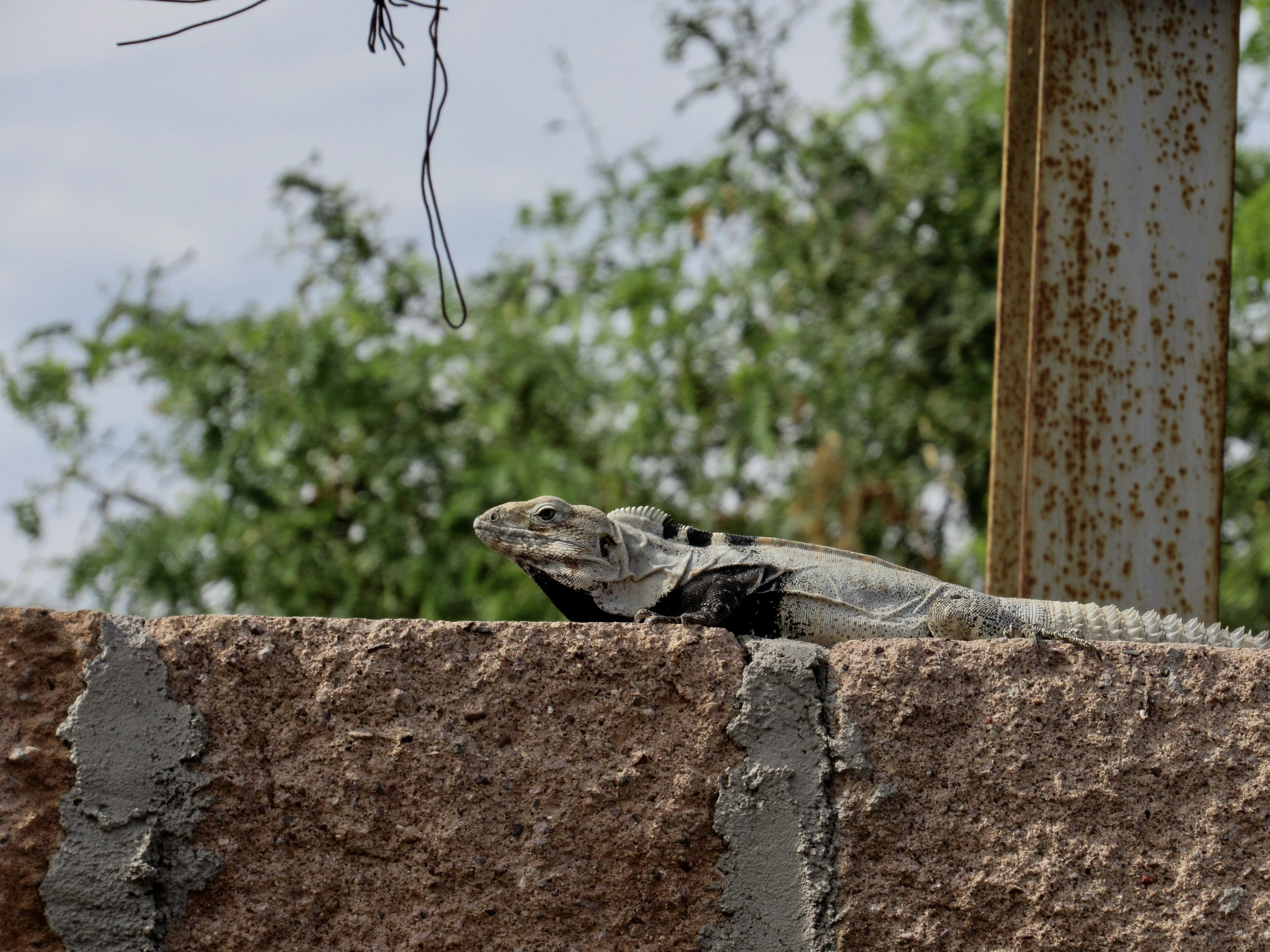 Lizard Sentinel on a Weathered Concrete Ledge