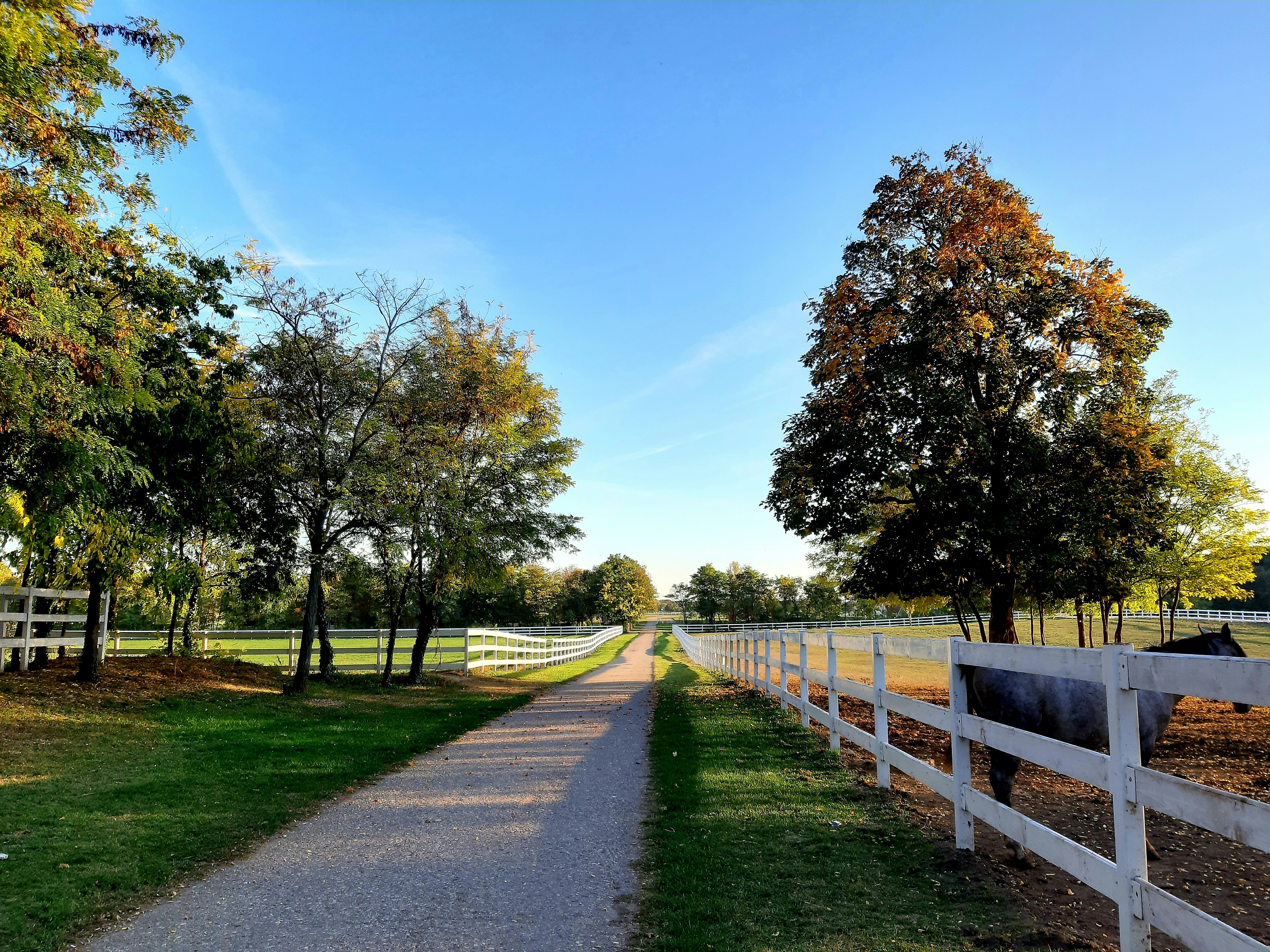 A serene pathway flanked by trees and a white fence, leading into the distance under a clear blue sky.