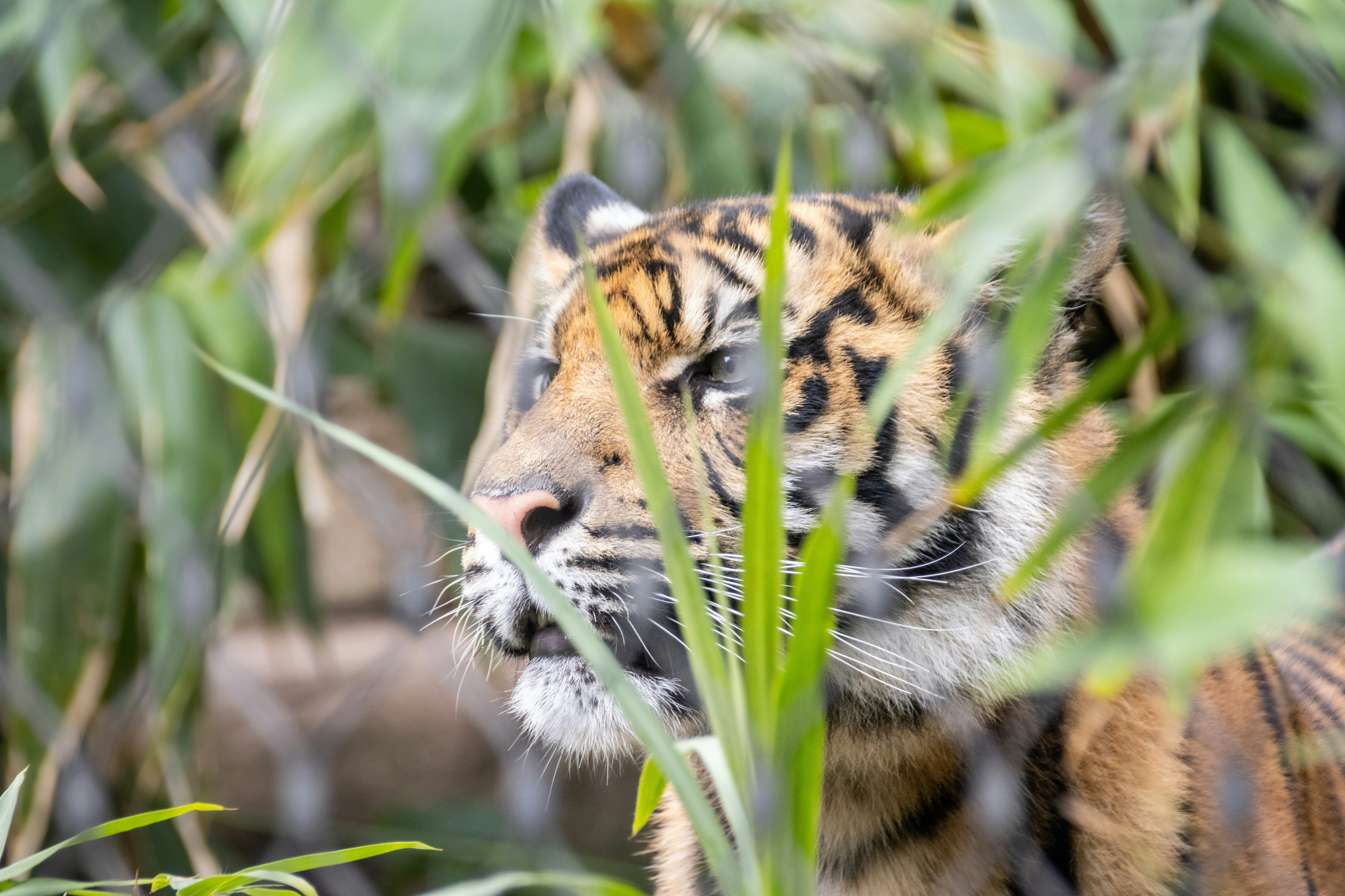 Tiger during daytime photo – Free Taronga zoo Image on Unsplash