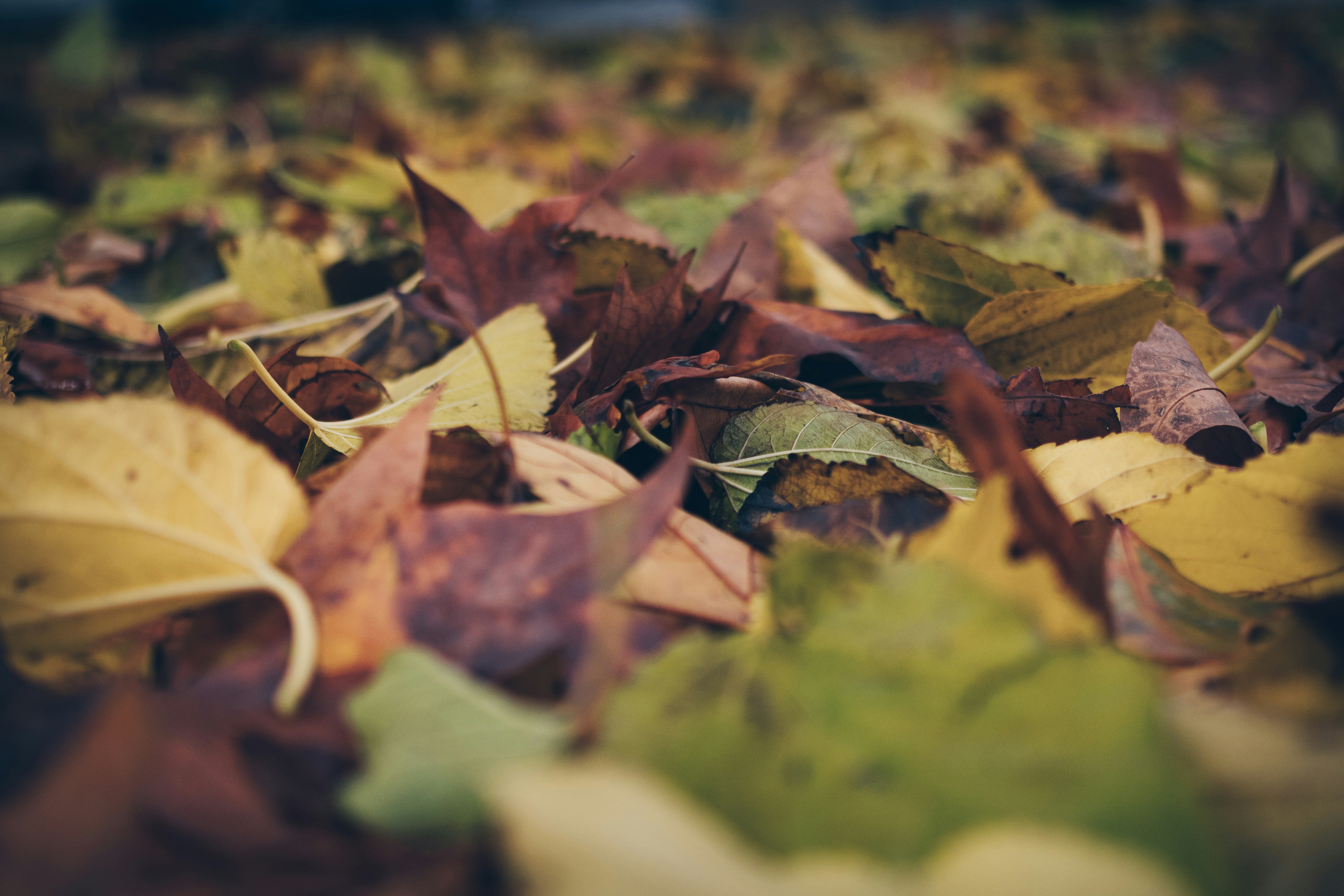 A vibrant array of autumn leaves scattered on the ground, showcasing a rich palette of yellows, reds, and greens.