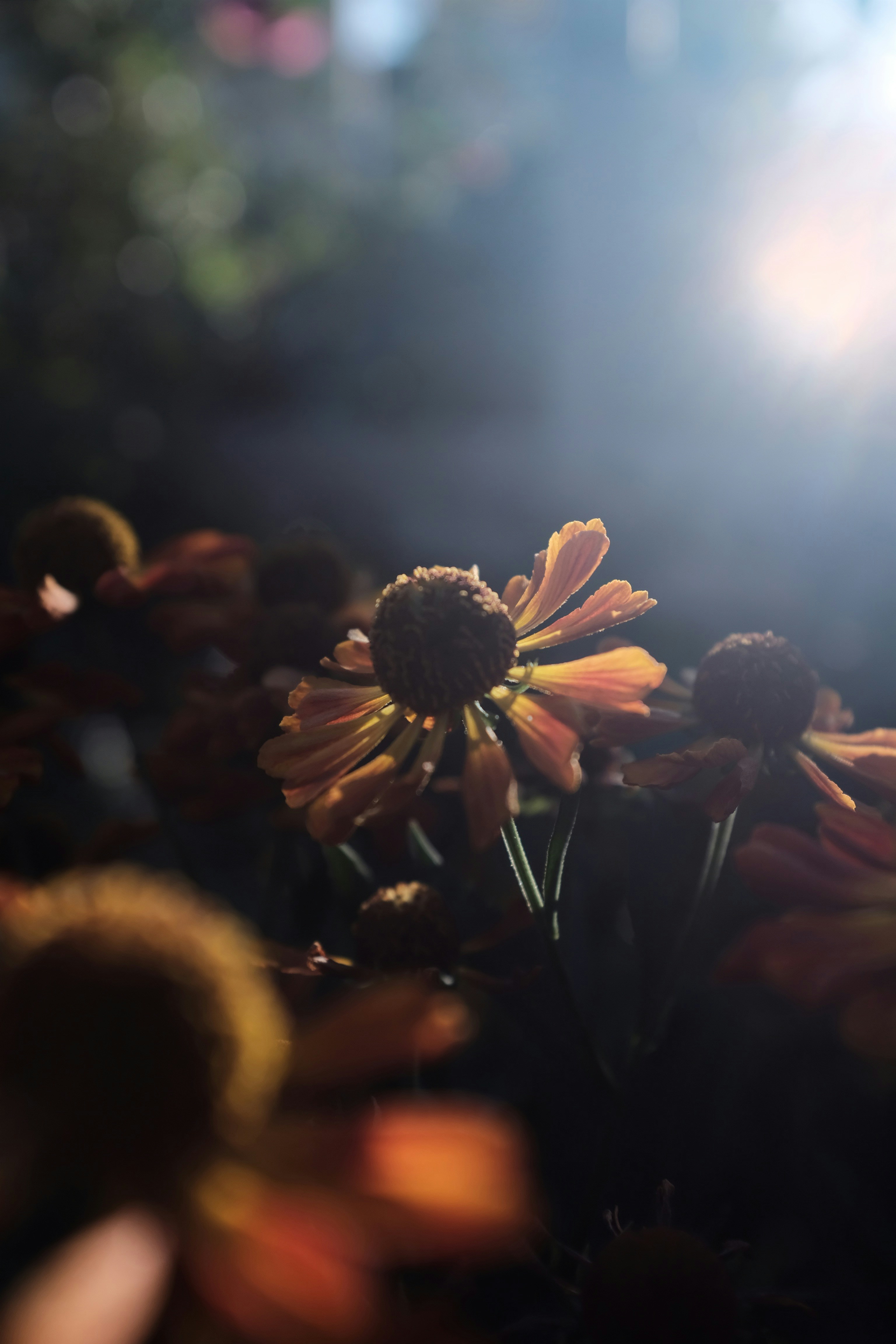 Amber Bloom Catching the Last Garden Light