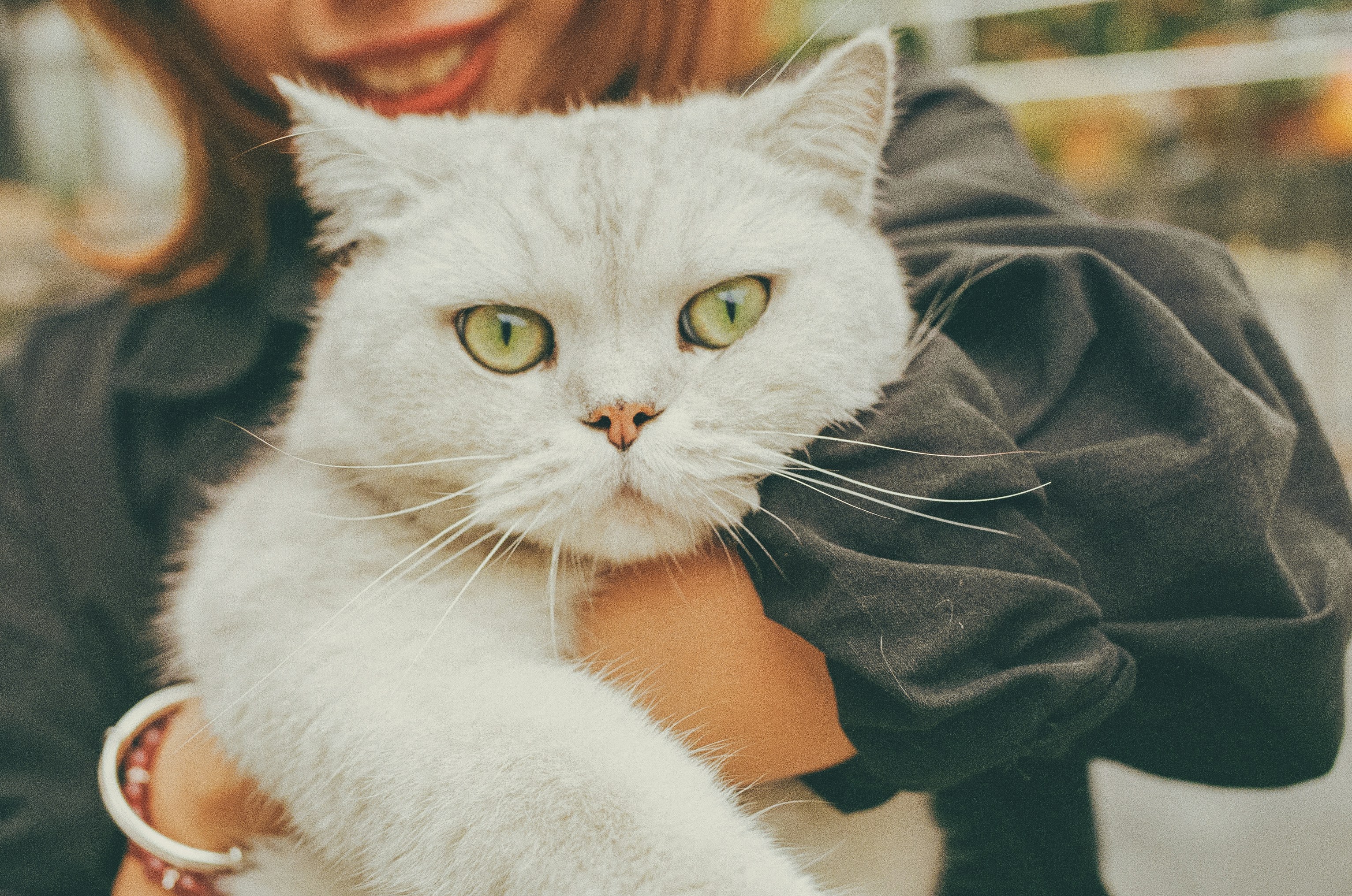 Foto Mujer cargando gato de pelaje blanco – Imagen Gris gratis en Unsplash