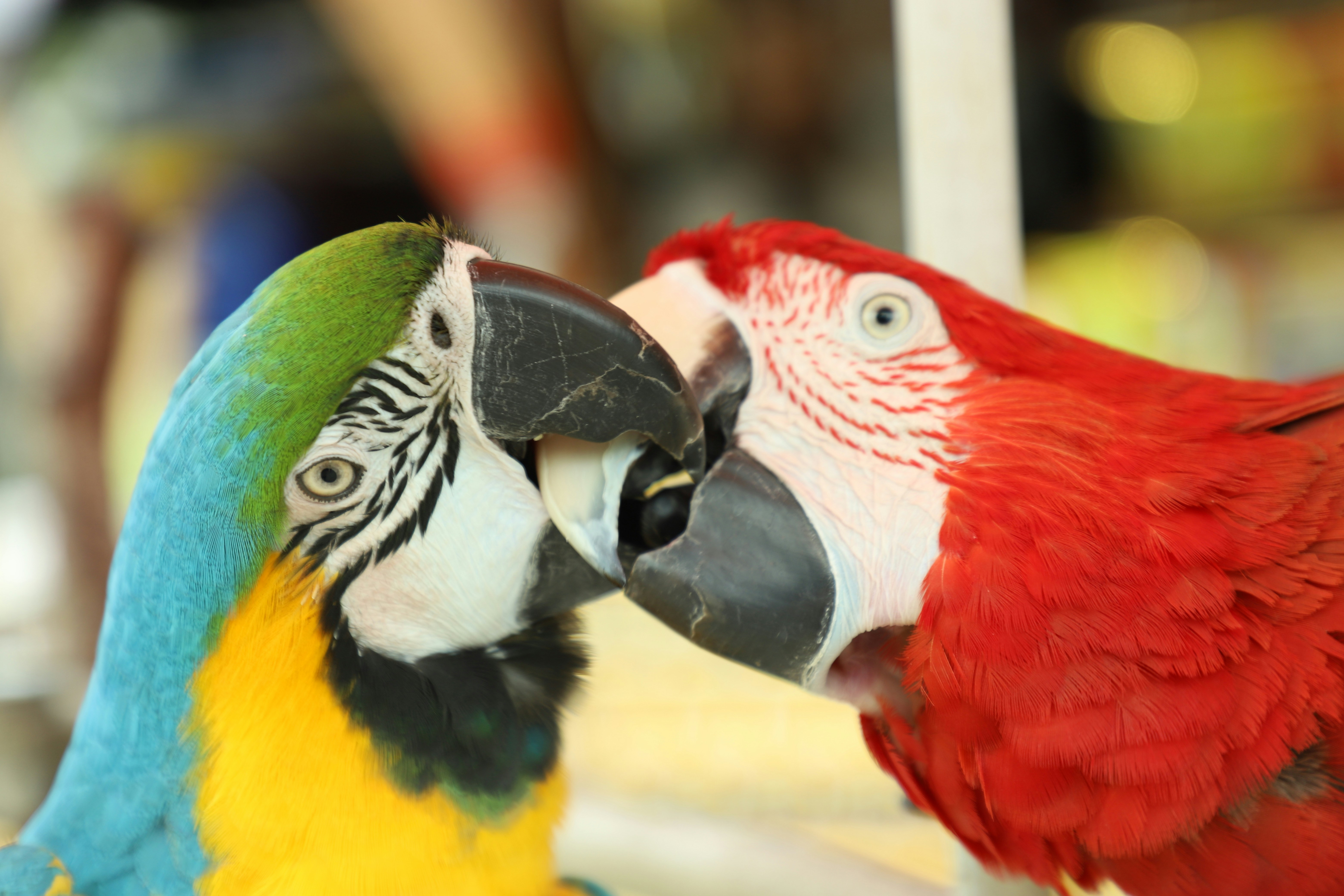 Macau parrot photo – Free Animal Image on Unsplash