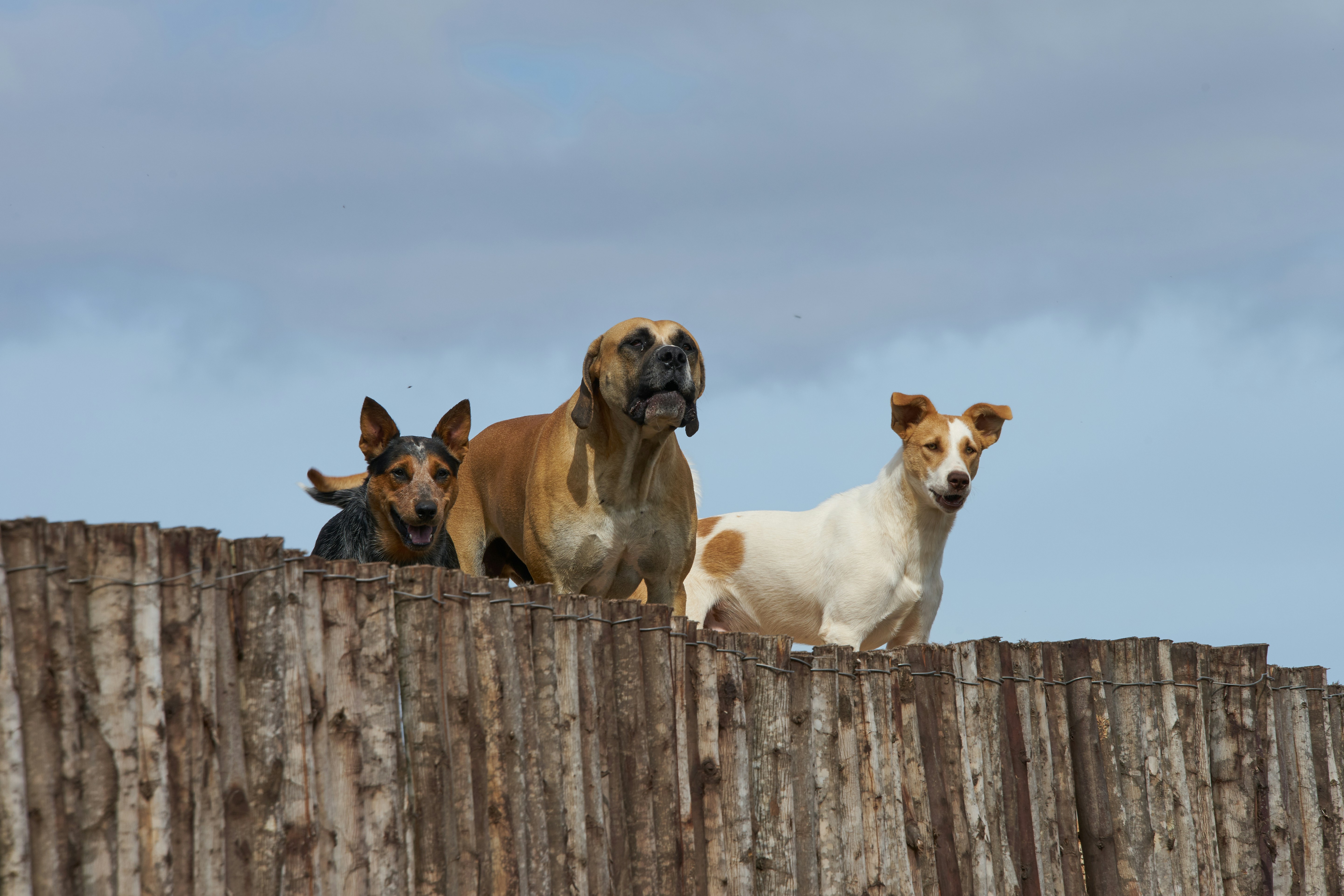 Three assorted breeds of dogs photo – Free Animal Image on Unsplash