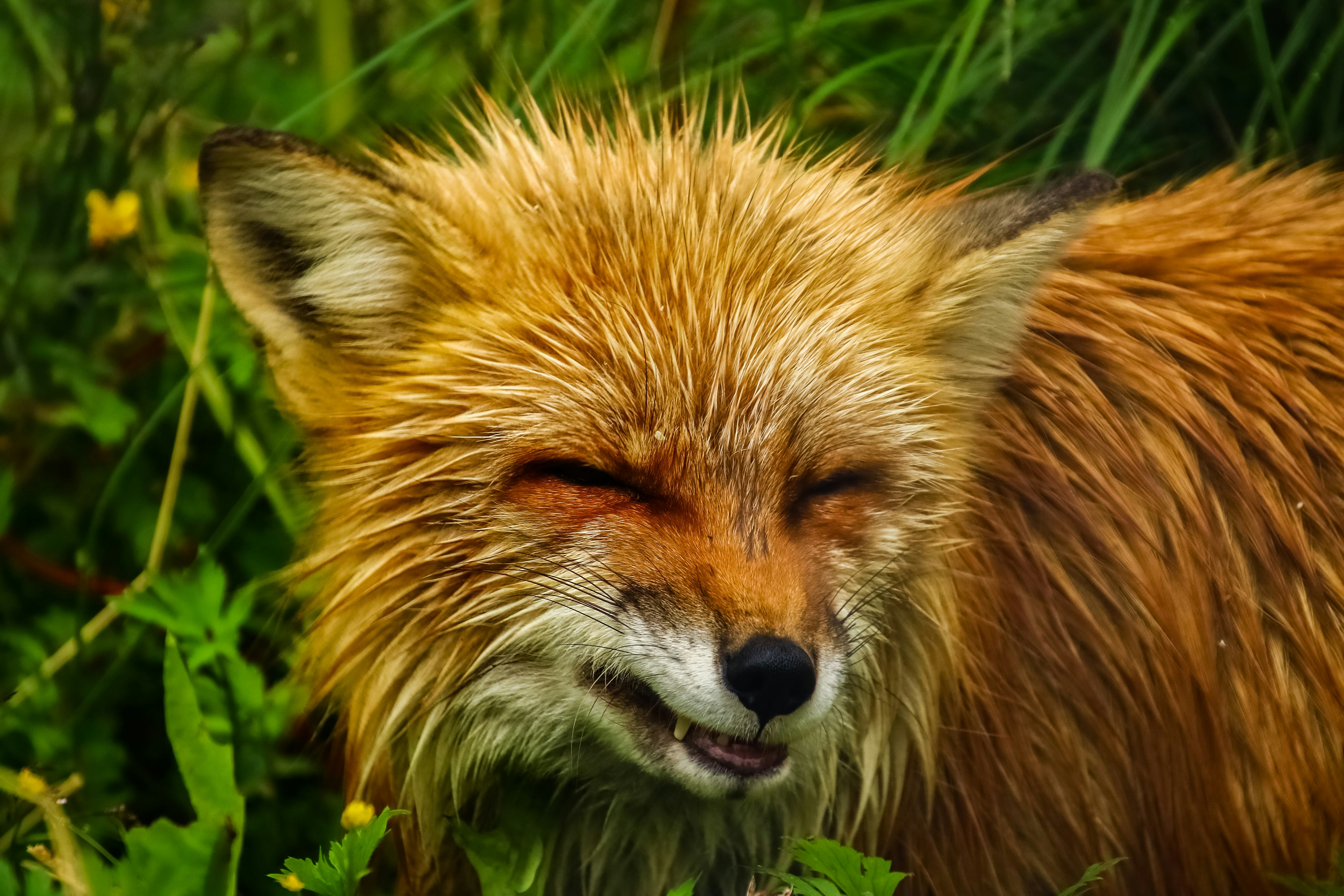 Whimsical Doze: A Red Fox Finds Rest Among Spring Greens