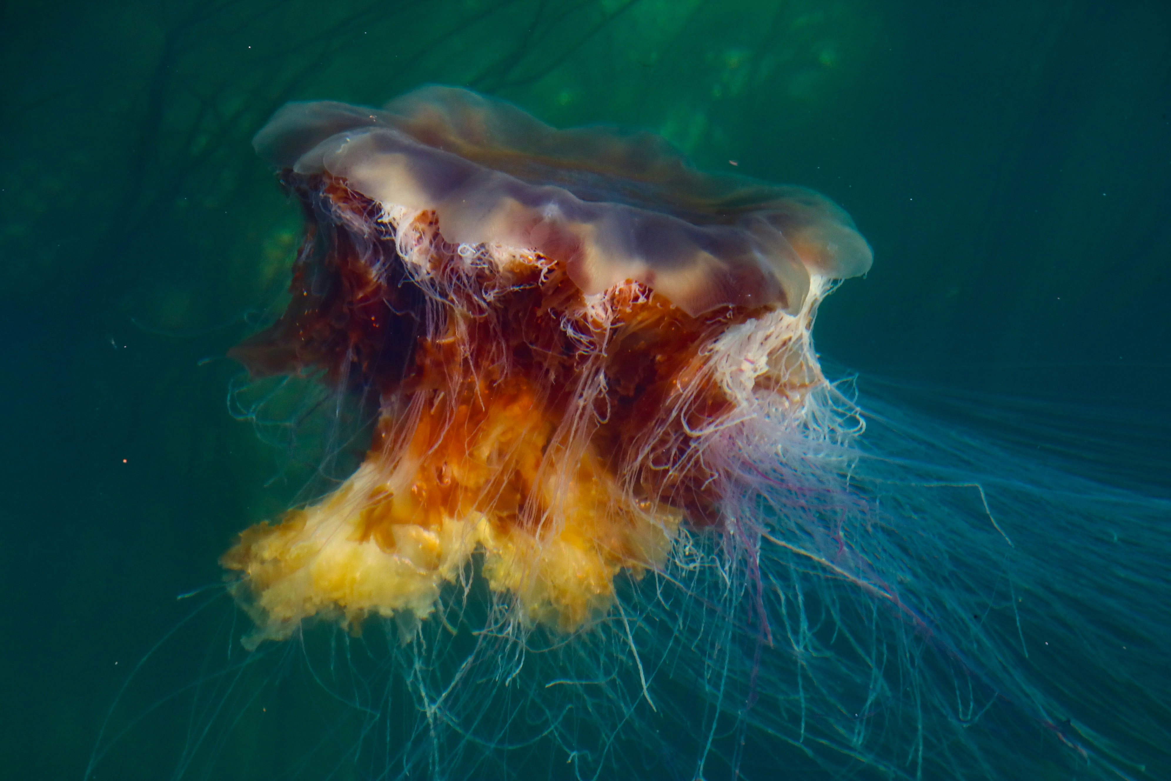 a jellyfish is swimming in the water