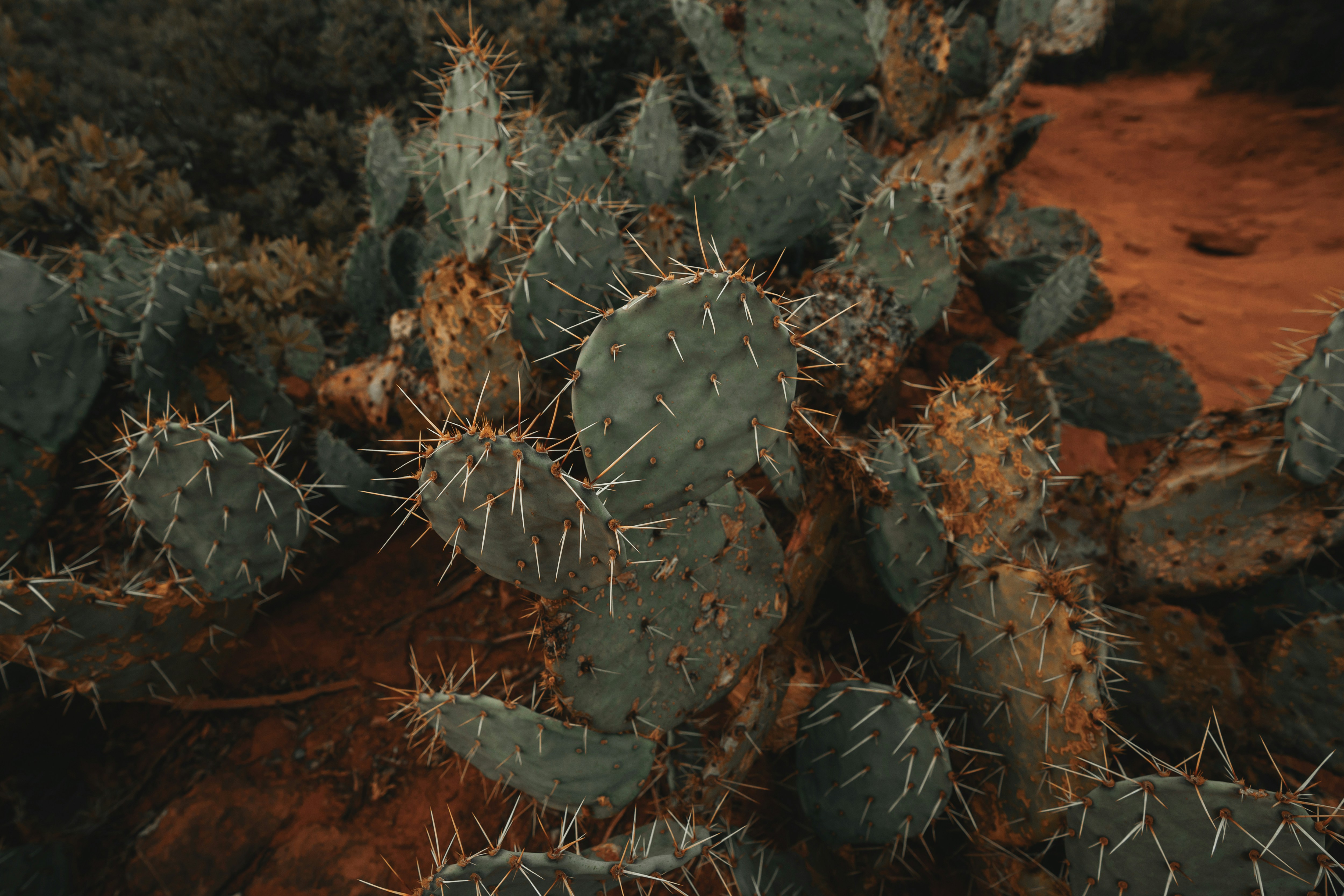 Patchwork Opuntia in Clay-Red Desert Light