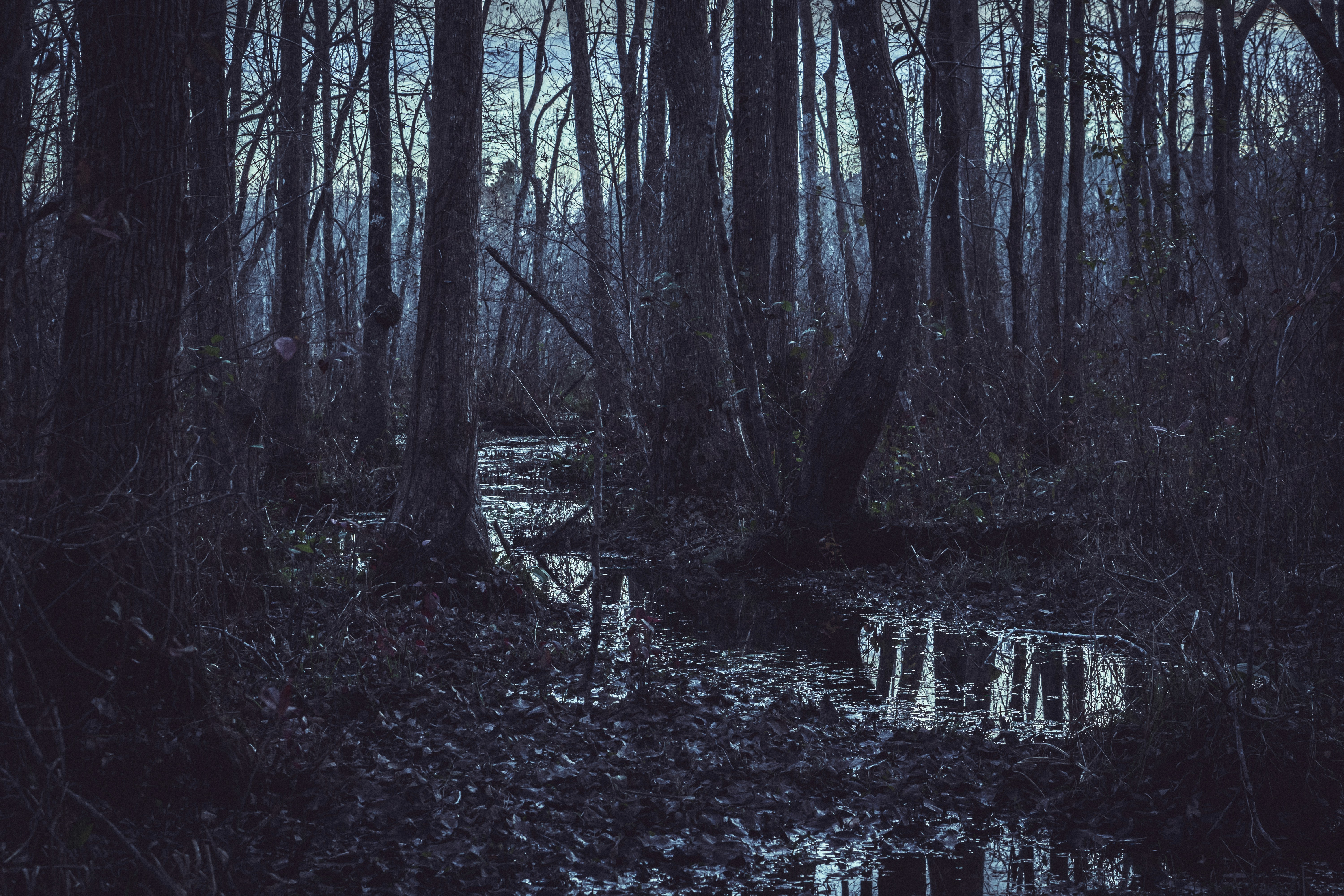 Swampland at dusk | trees during day