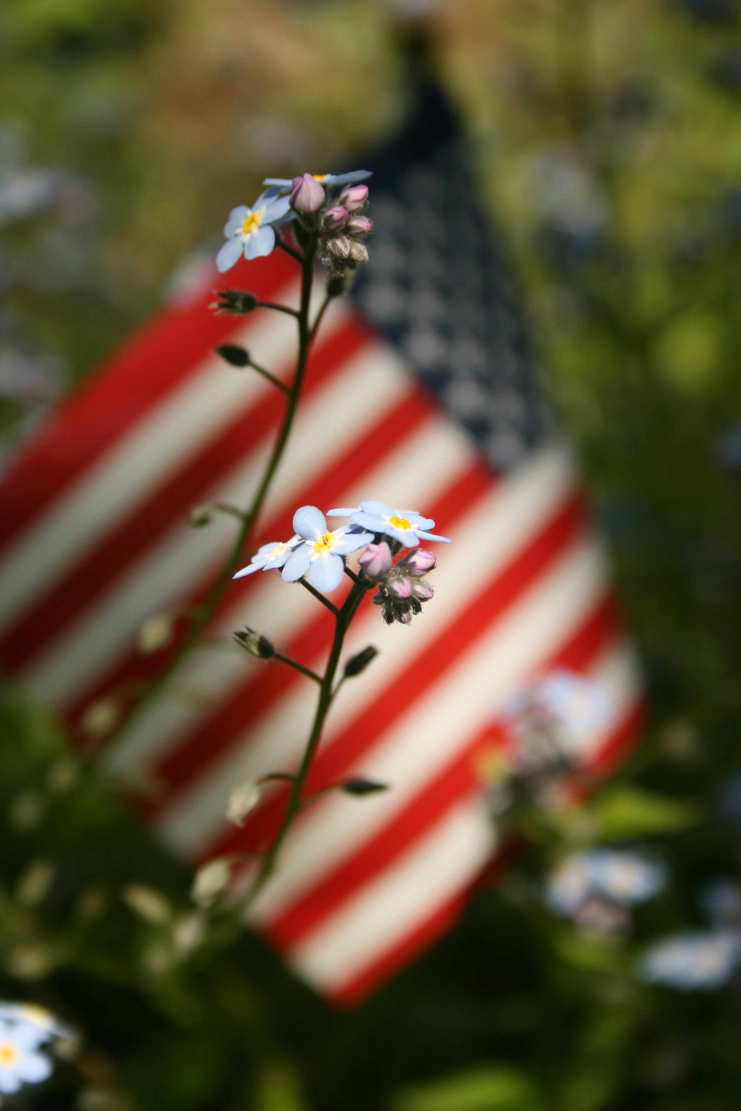 Delicate blue flowers stand in sharp focus against a softly blurred American flag in the background, symbolizing a blend of nature and national pride.