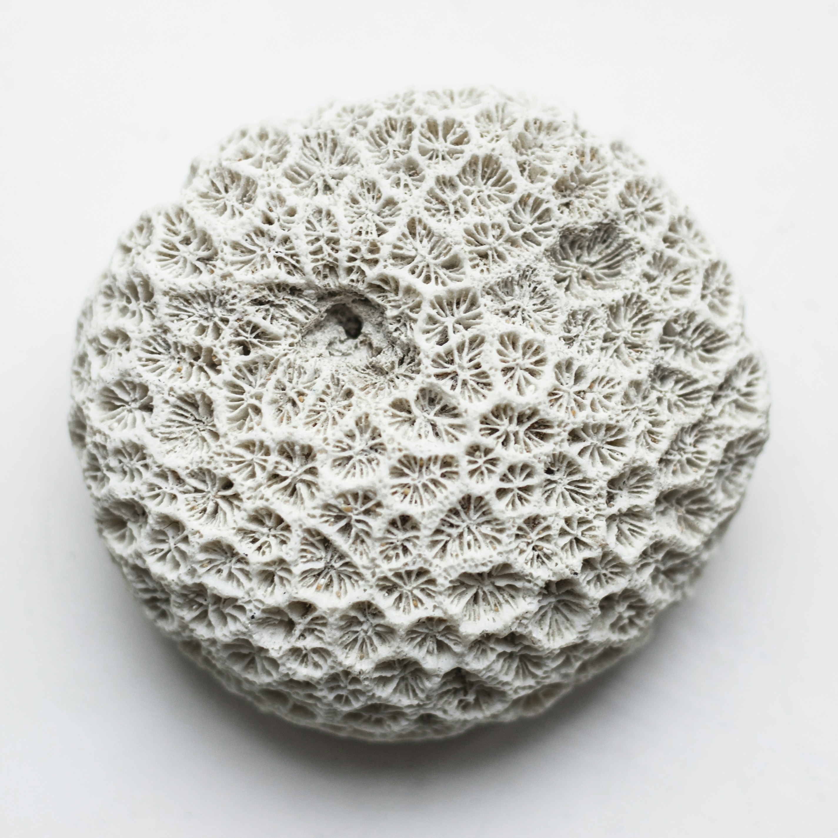 Coral Texture Pictures | Download Free Images on Unsplash