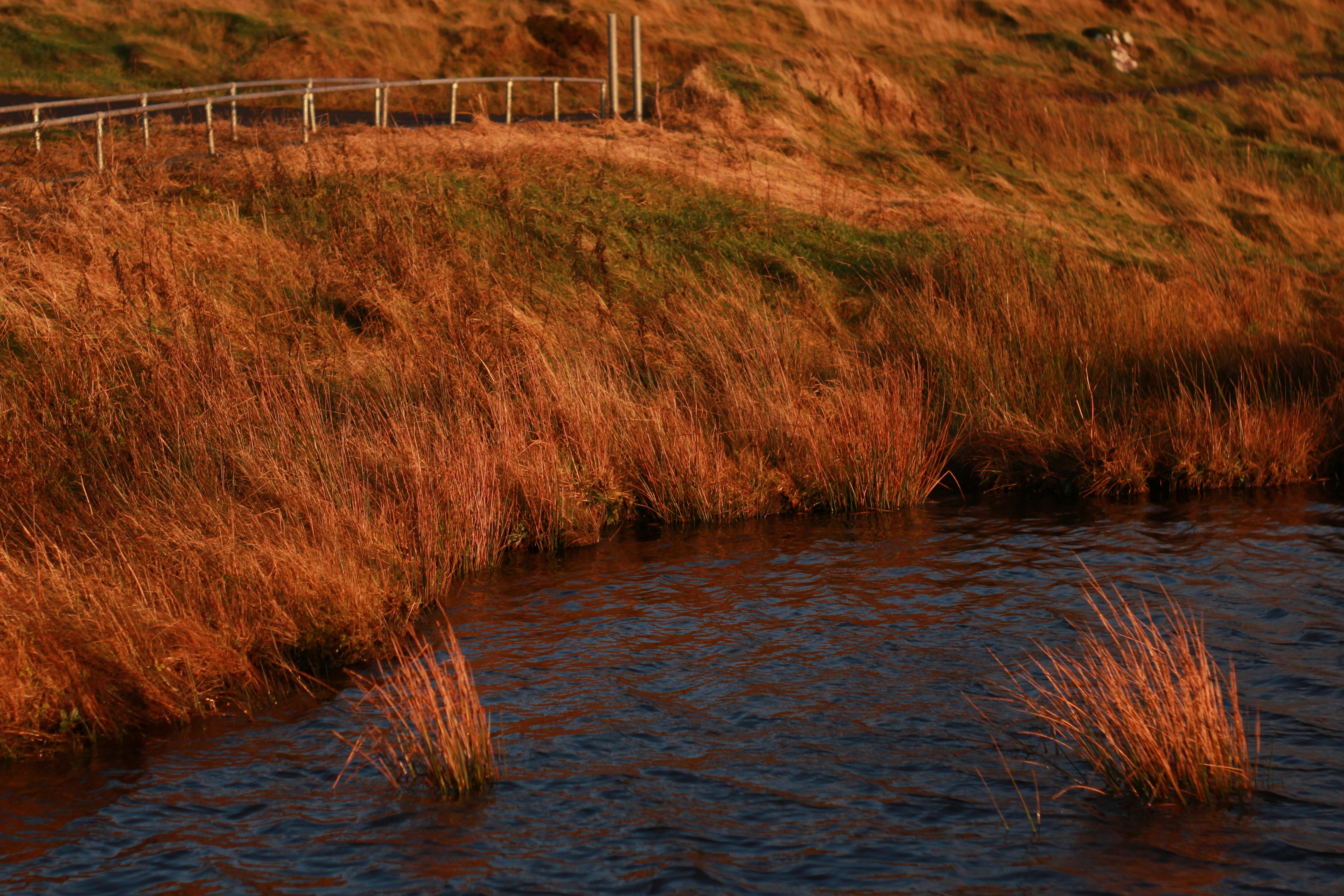Golden grasses sway gently beside a tranquil body of water, reflecting the warmth of the setting sun. A winding path leads into the serene landscape.