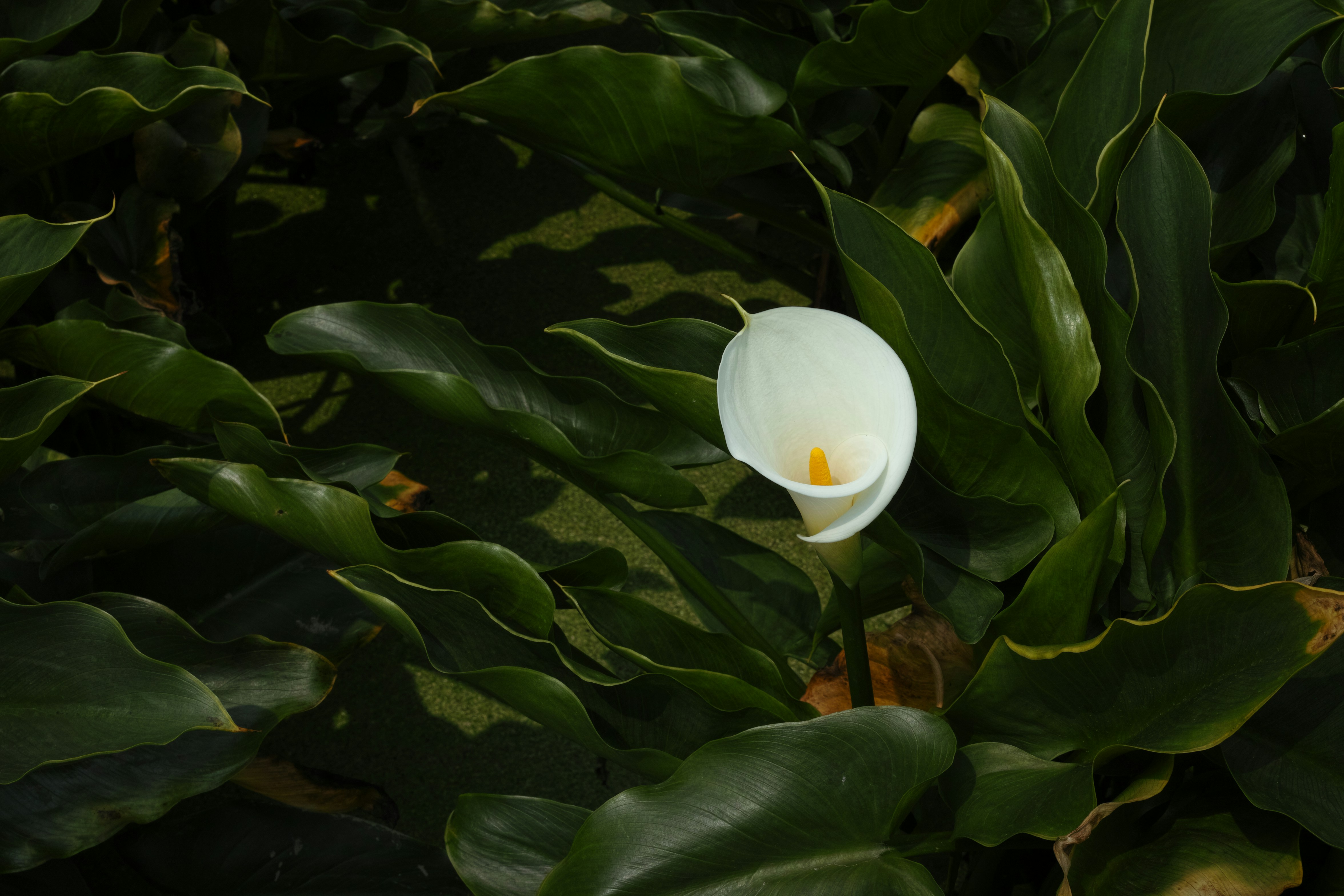 White calla lily surrounded by broad green leaves in a pond, capturing a serene close-up study of texture and contrast.
