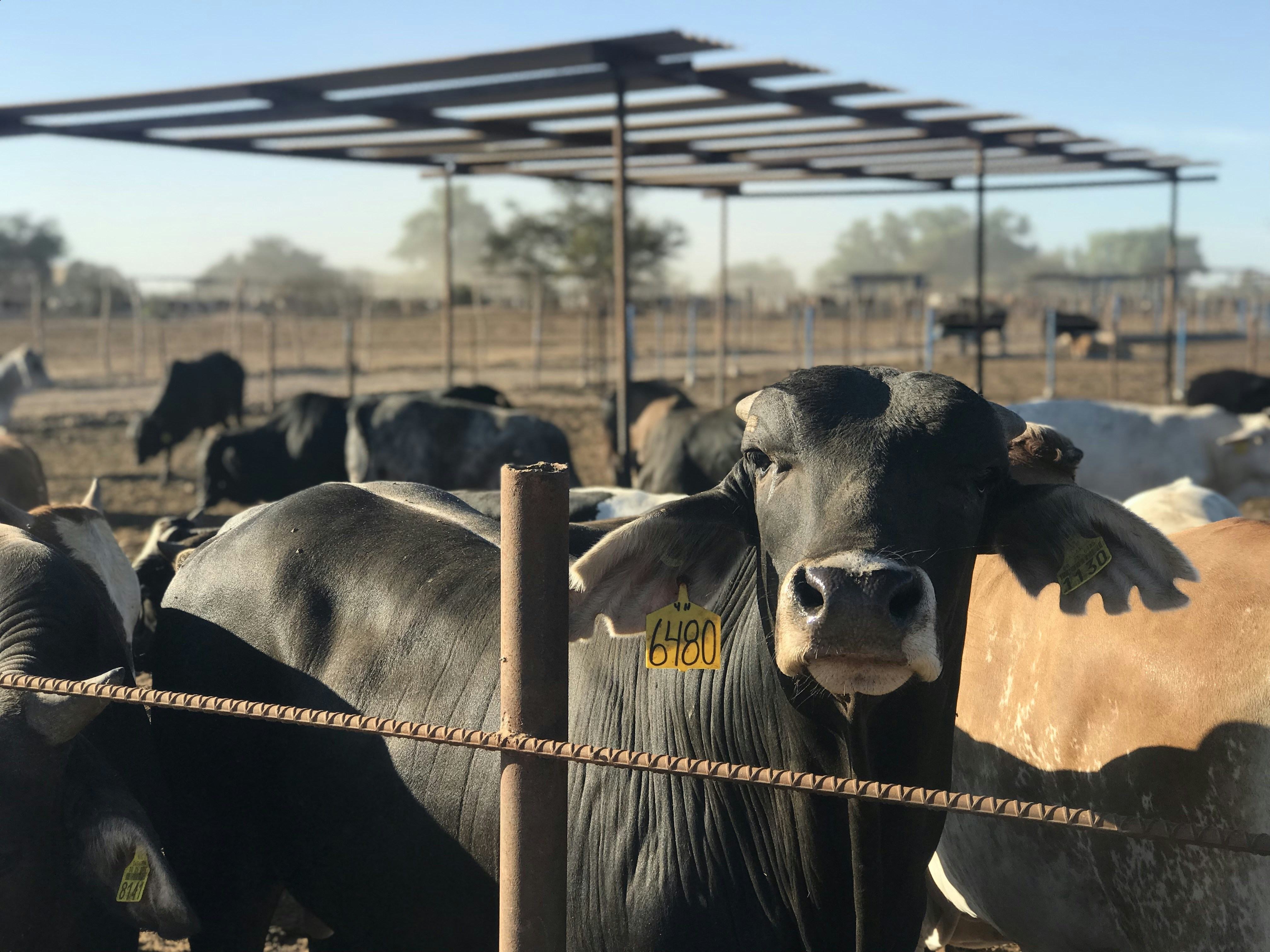 Curious Holstein at the Fence: A Close-Up in the Sunny Pasture