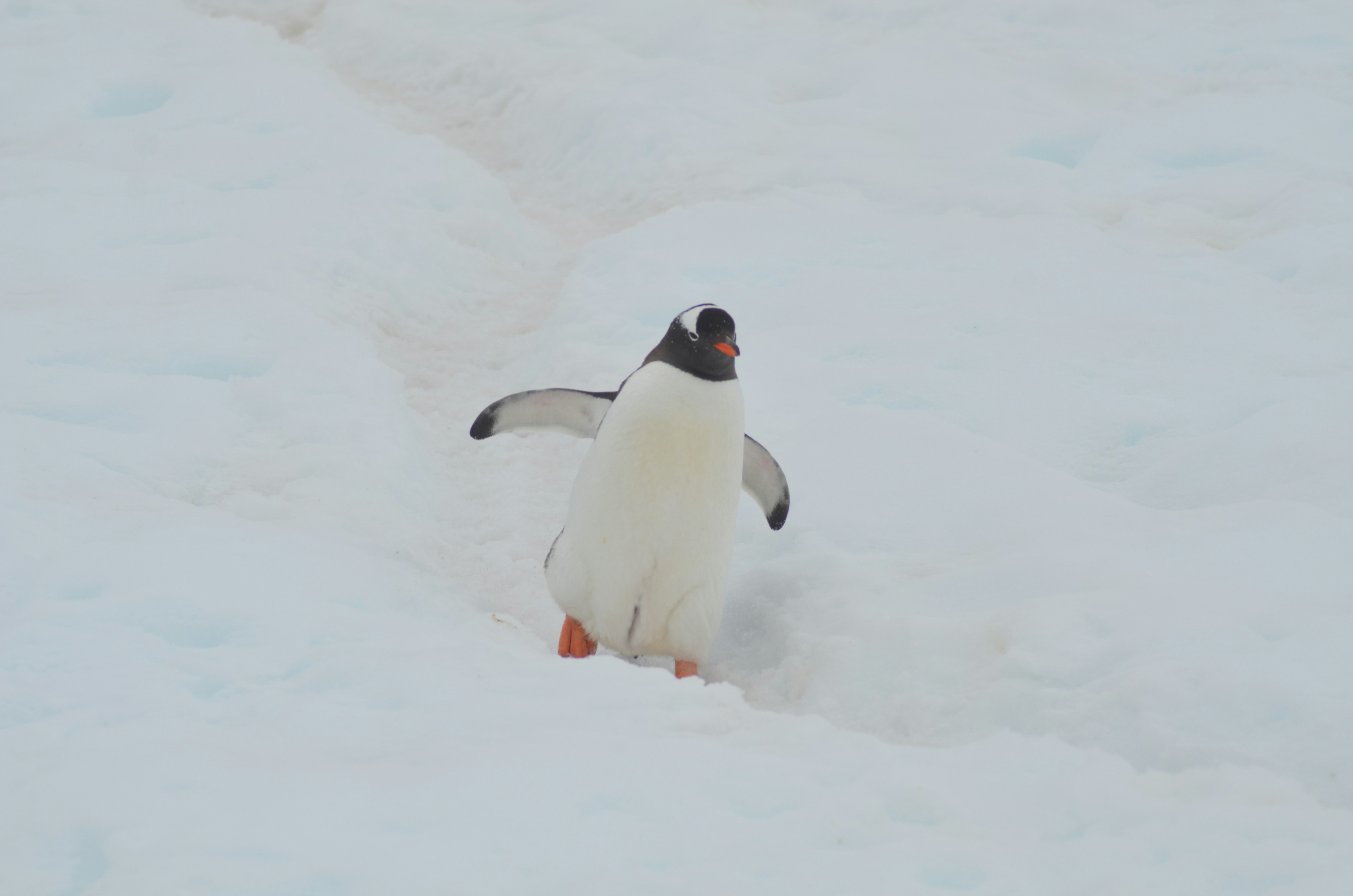 Emperor Penguin on a Snowfield: A Solo Trek Across Polar Silence