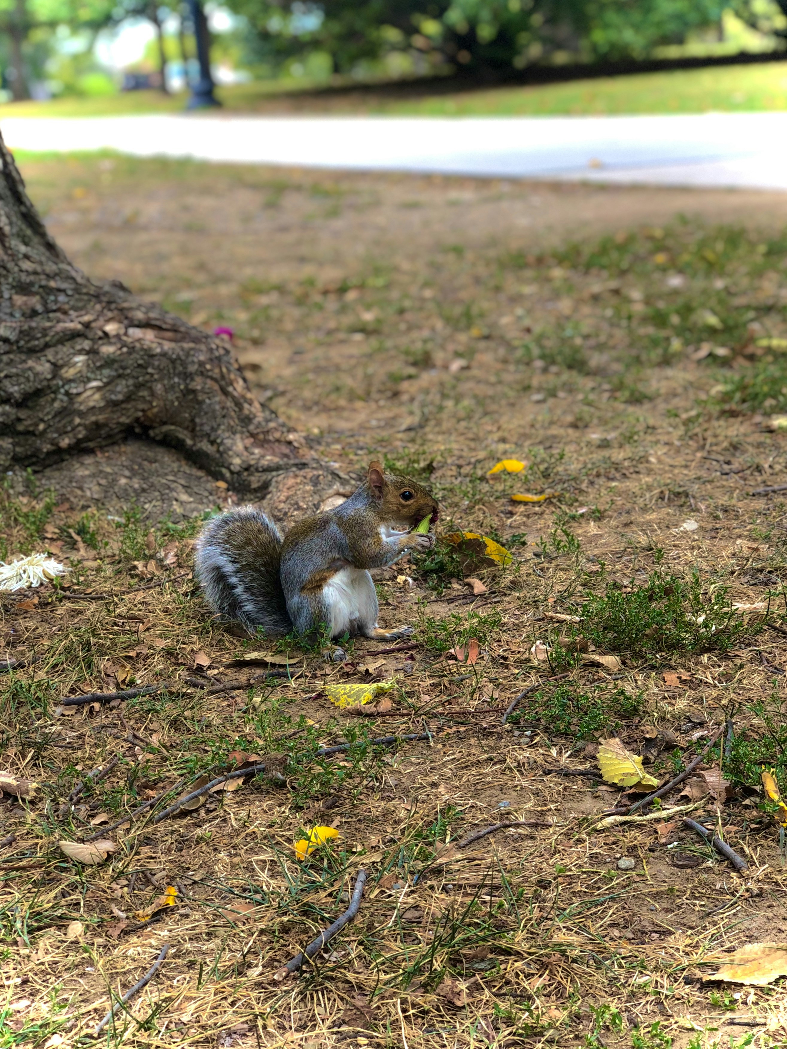 squirrel beside tree