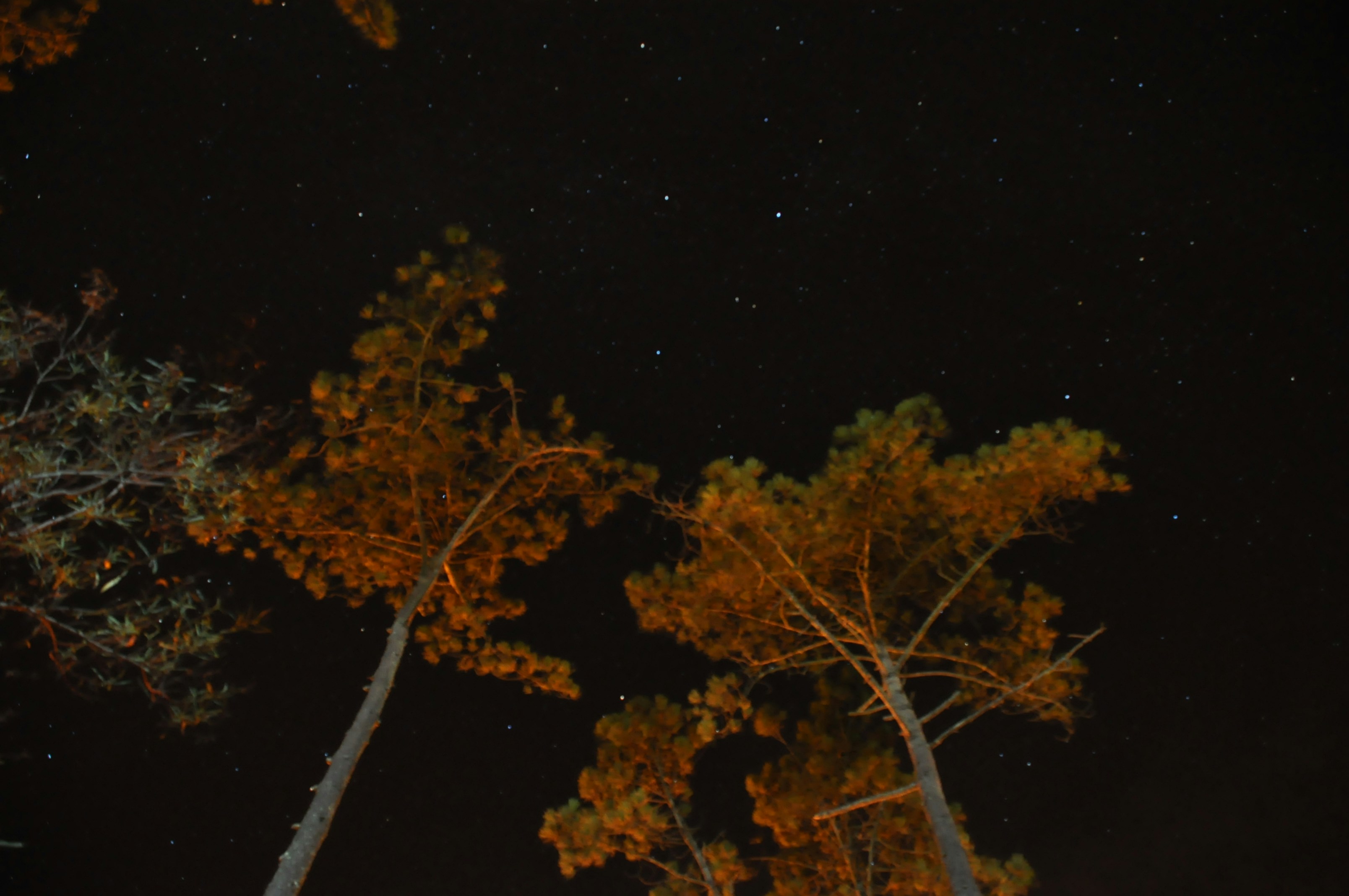 Night Sky Above Sturdy Pines