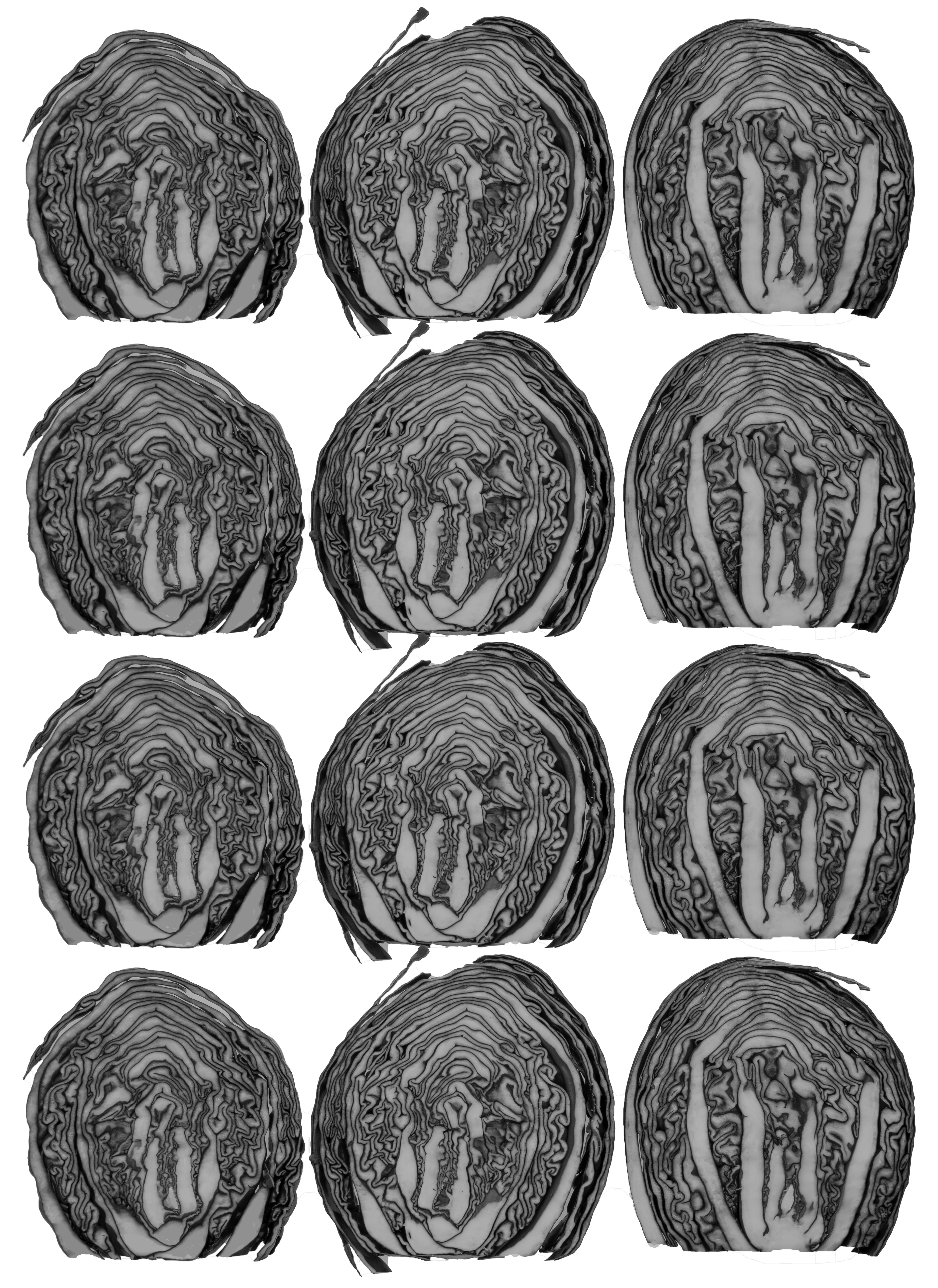 Cross-sectional view of cabbage showcasing intricate layers and textures. The monochromatic design emphasizes the natural patterns formed by the vegetable.