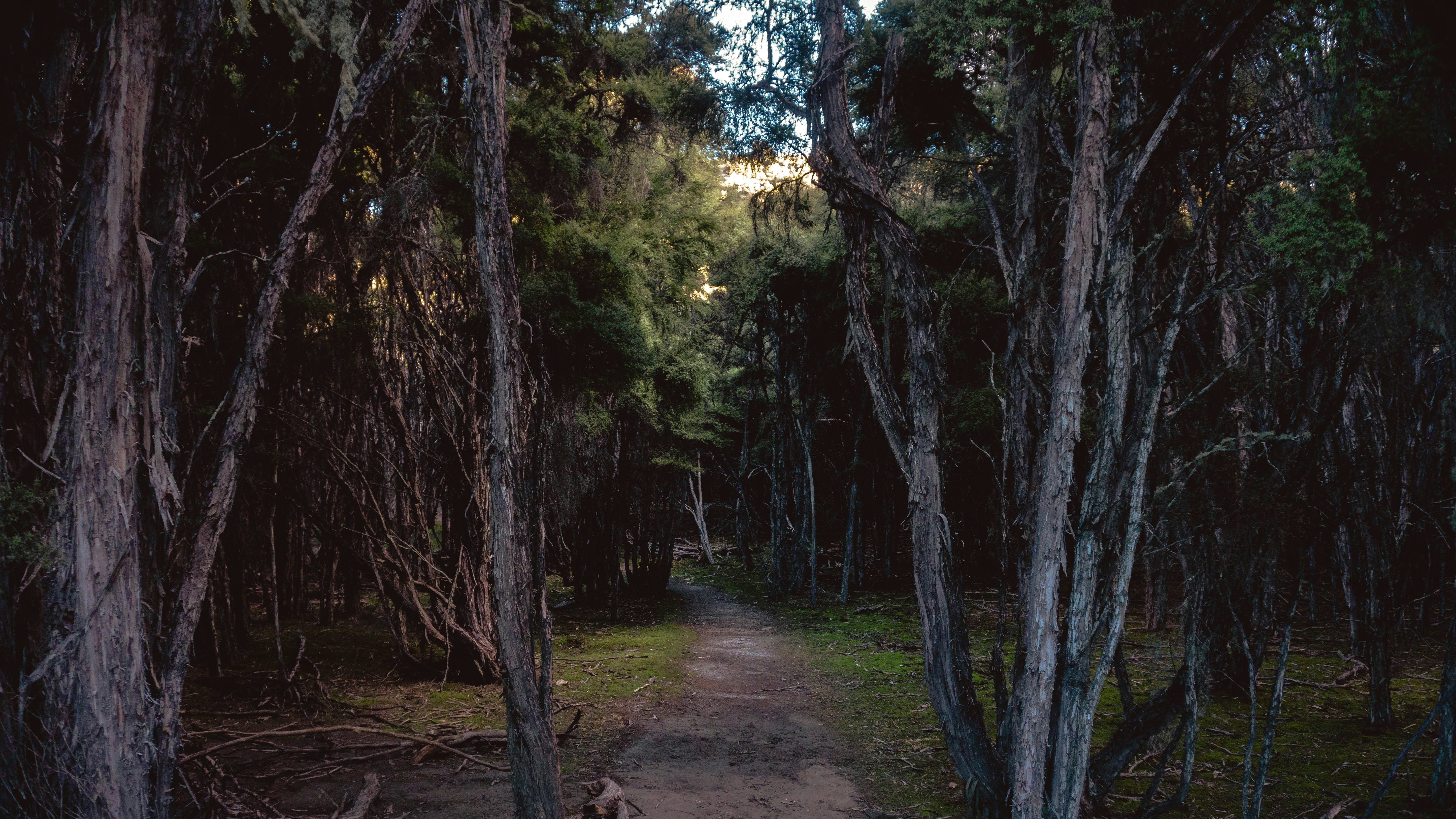 A serene forest pathway flanked by tall trees, inviting exploration in the dappled light of dusk.