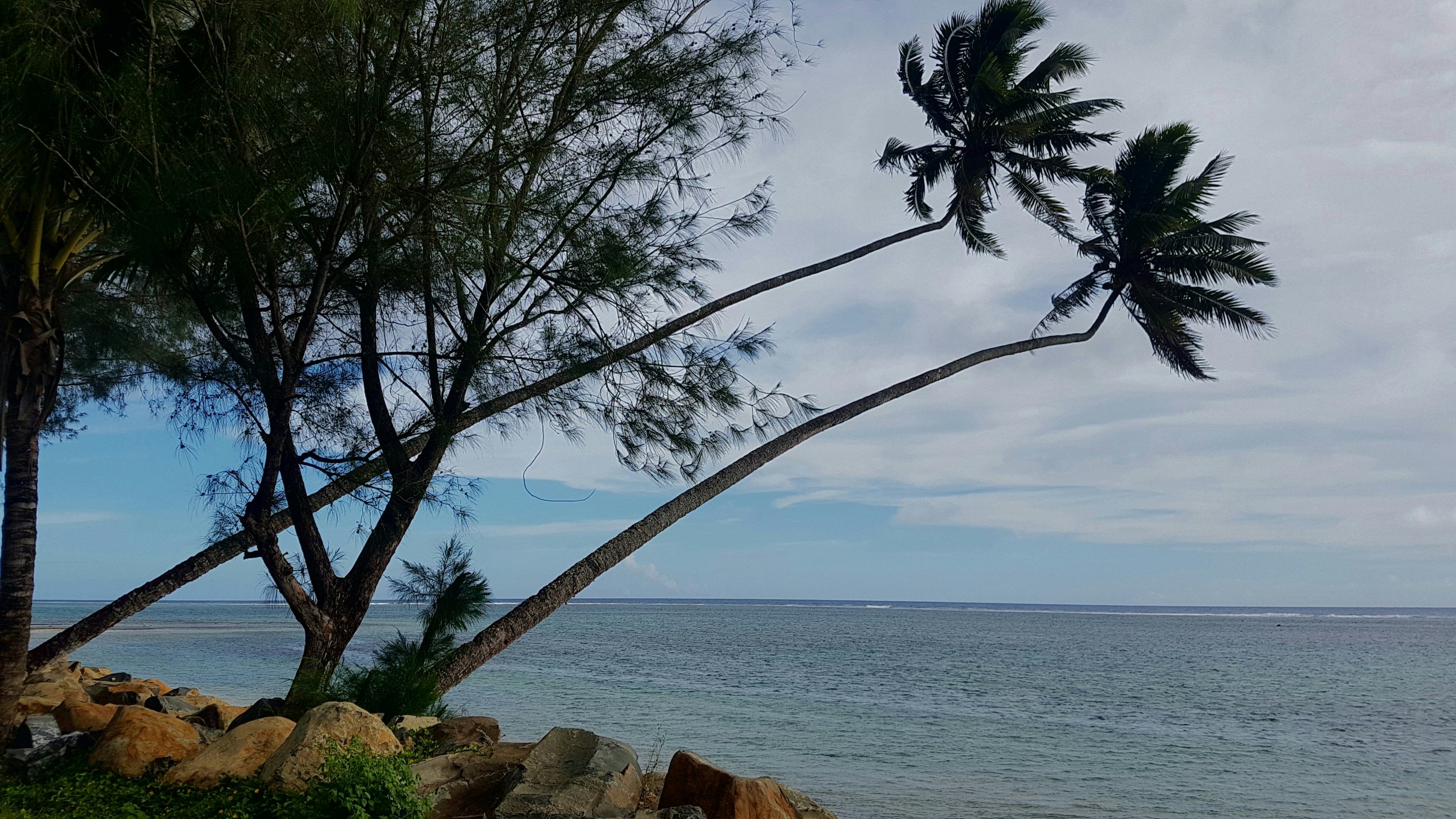 Coconut trees by shore during daytime photo – Free Rarotonga Image on ...