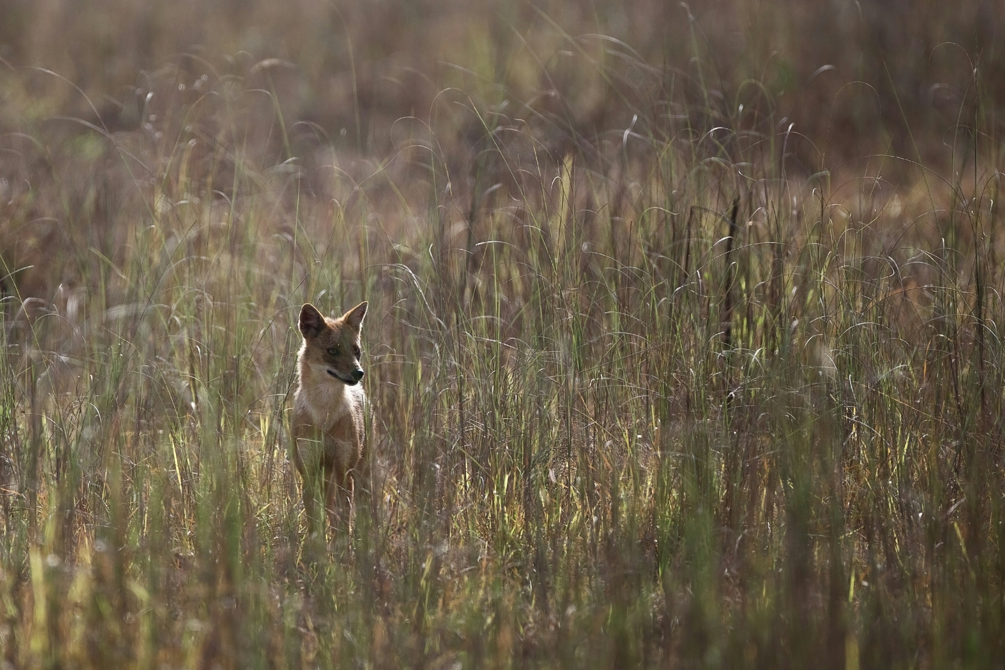 Quiet Dawn Stalker in a Field of Tall Grass