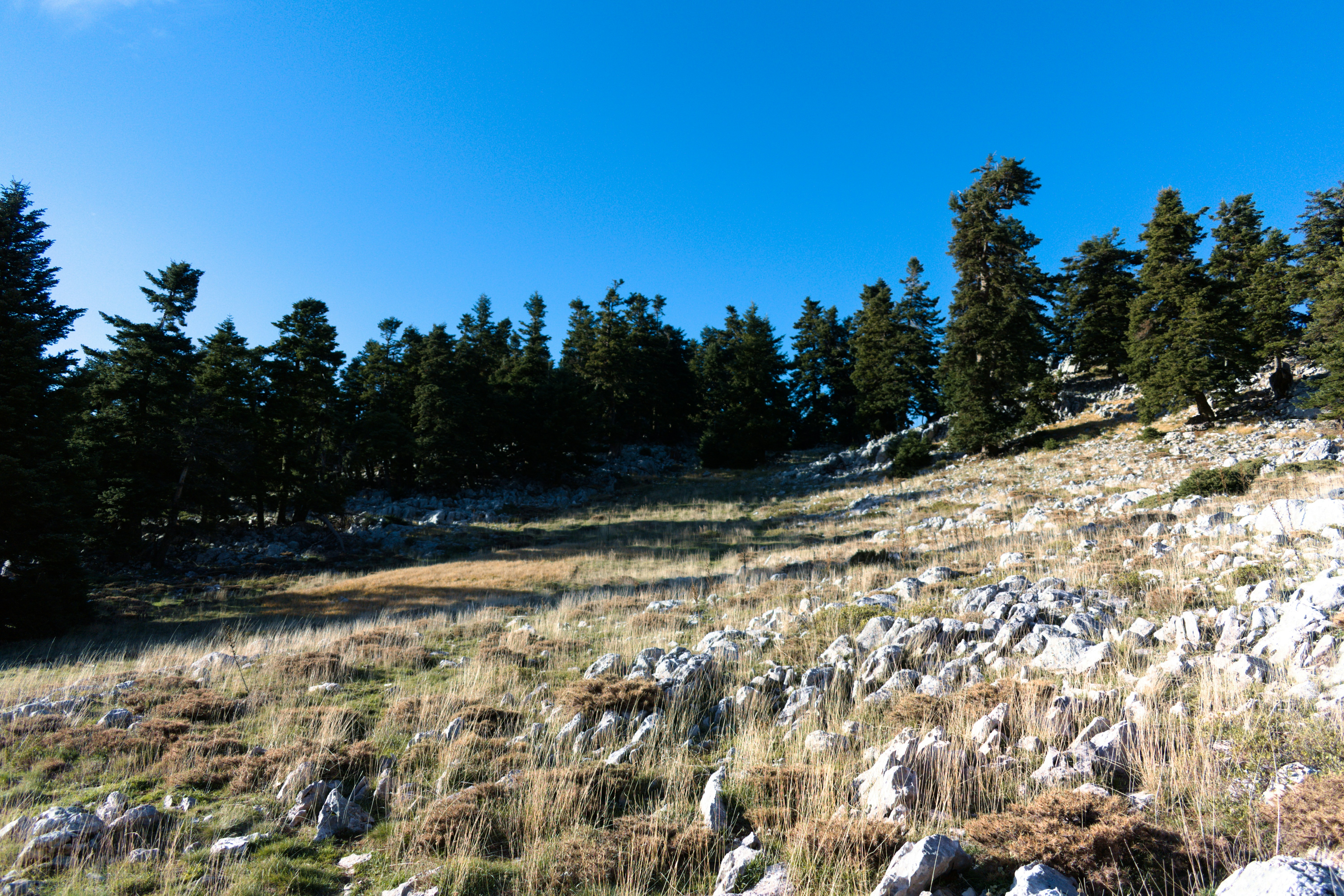 Sunlit rocky slope with scattered pine trees under a vibrant blue sky.